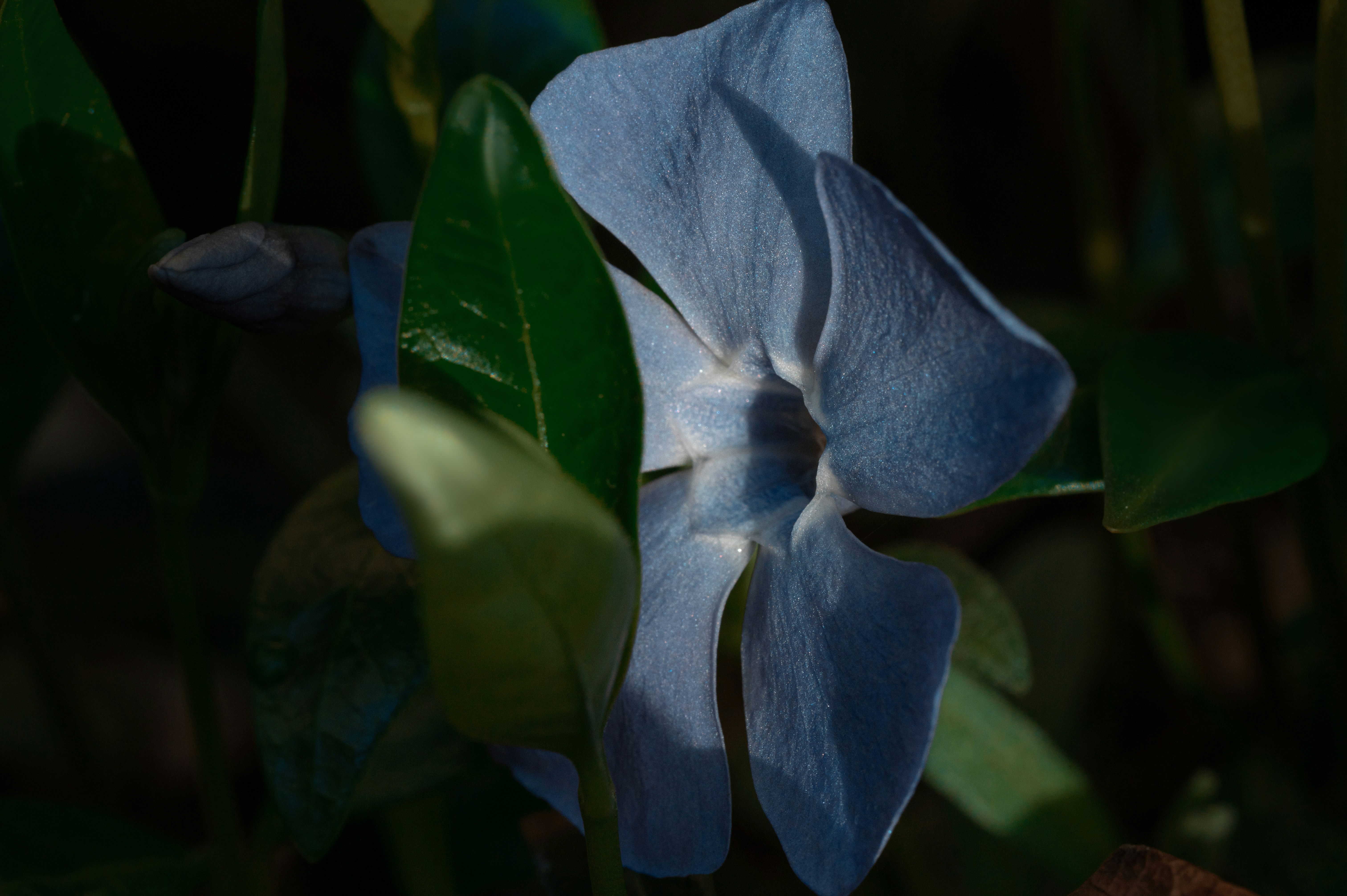 A delicate blue flower with green leaves
