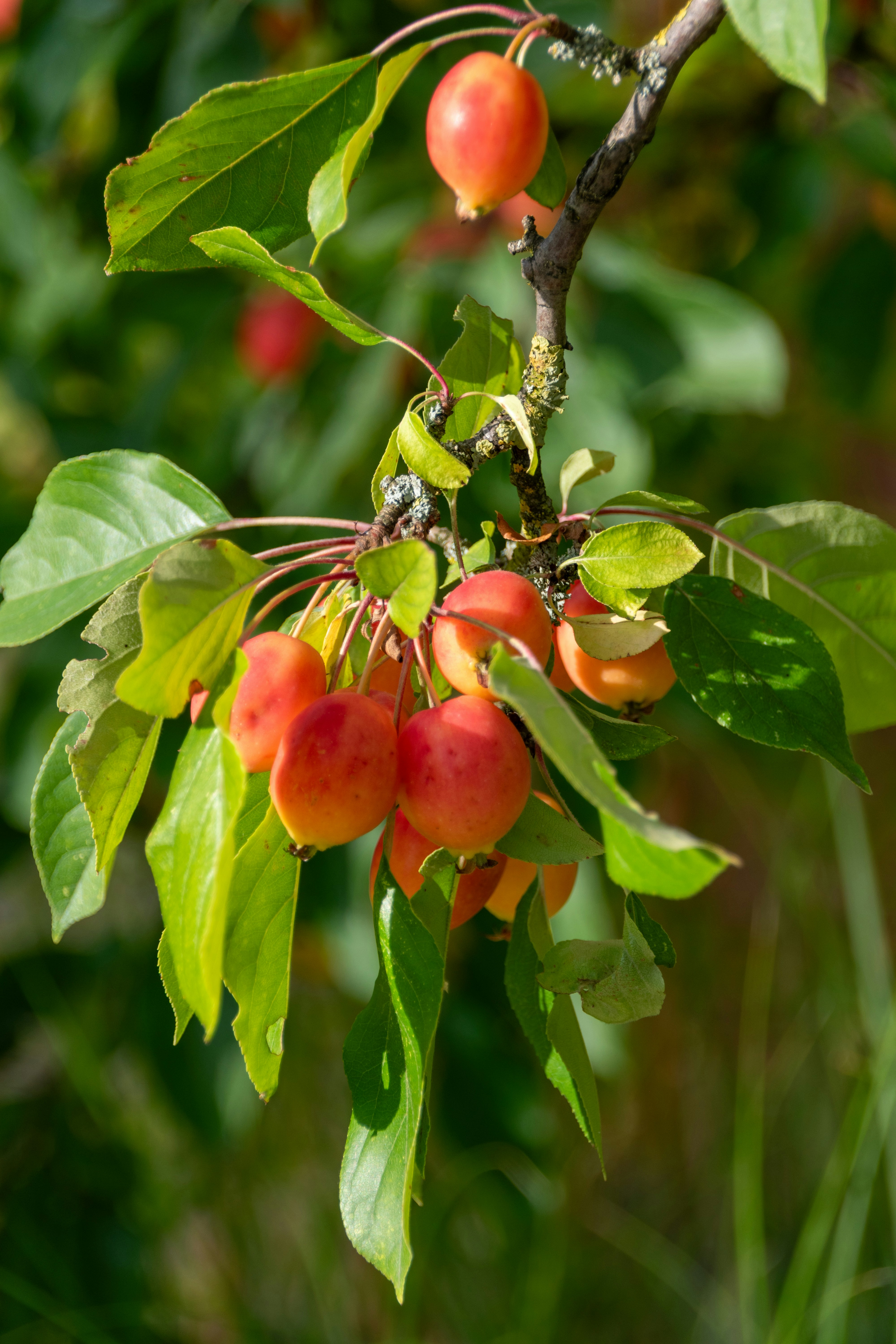 Harvest Hues: A Glimpse of Autumn's Bounty