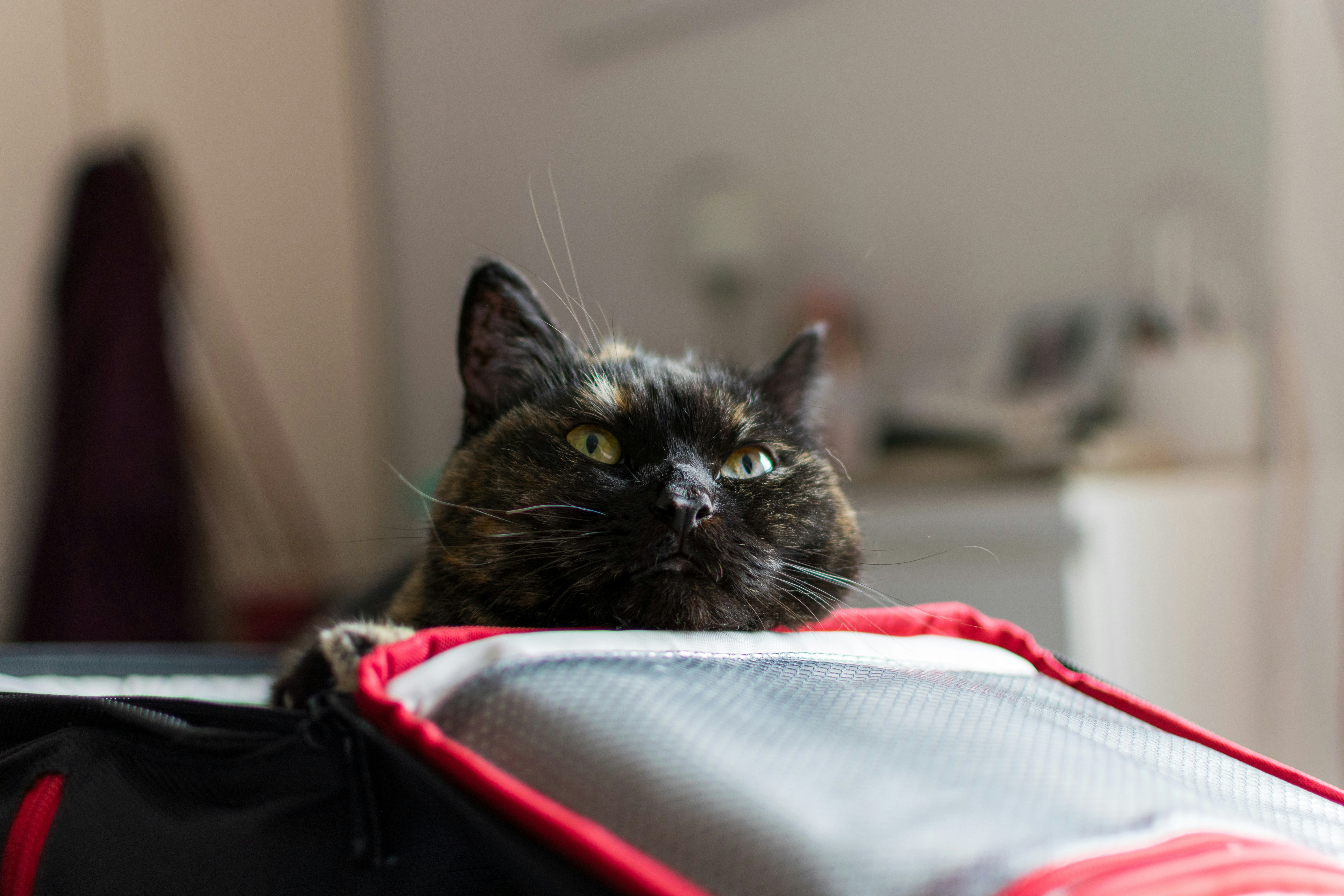 Whiskered Watcher: A Feline's Perspective