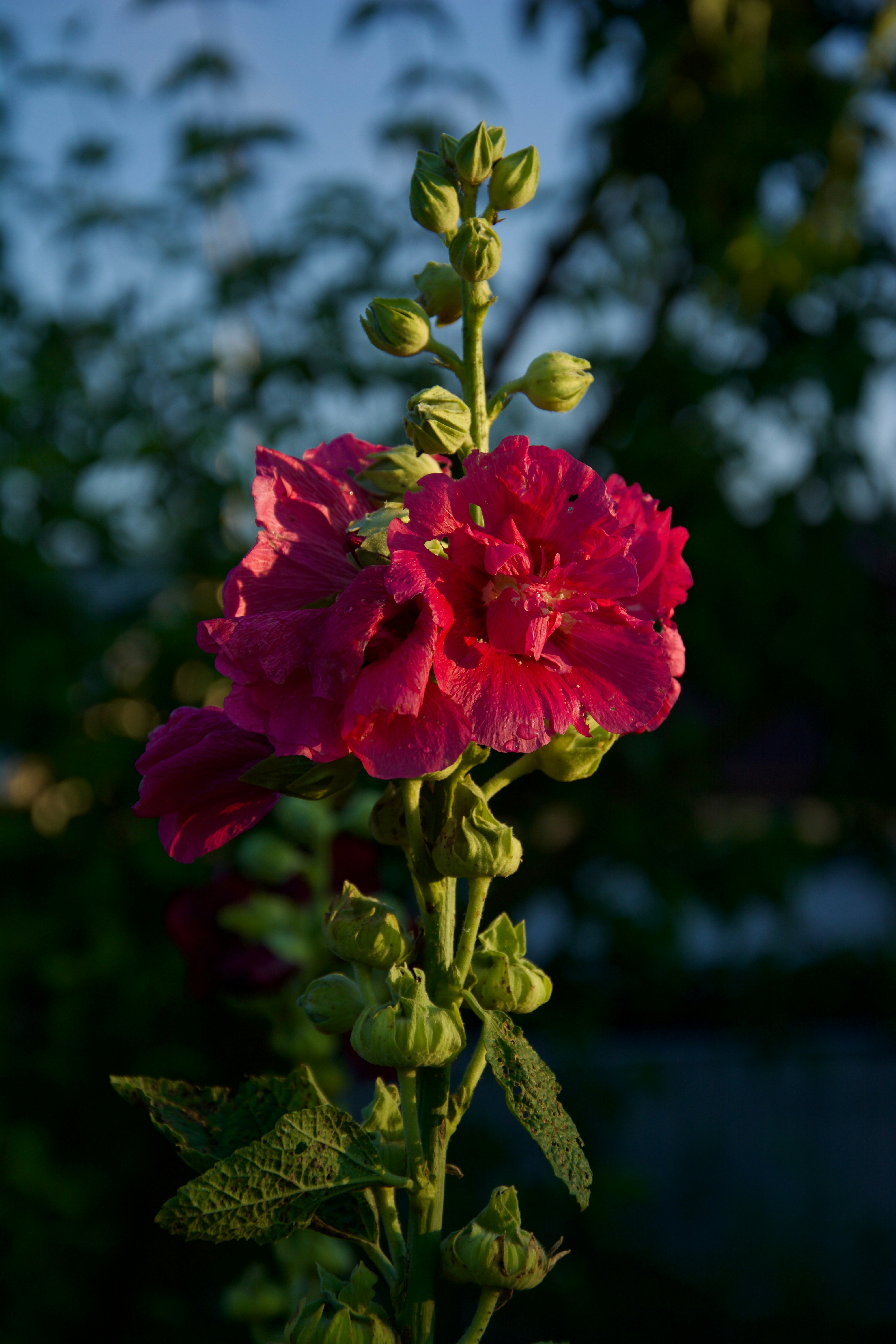 The Vibrant Bloom of Summer's Embrace