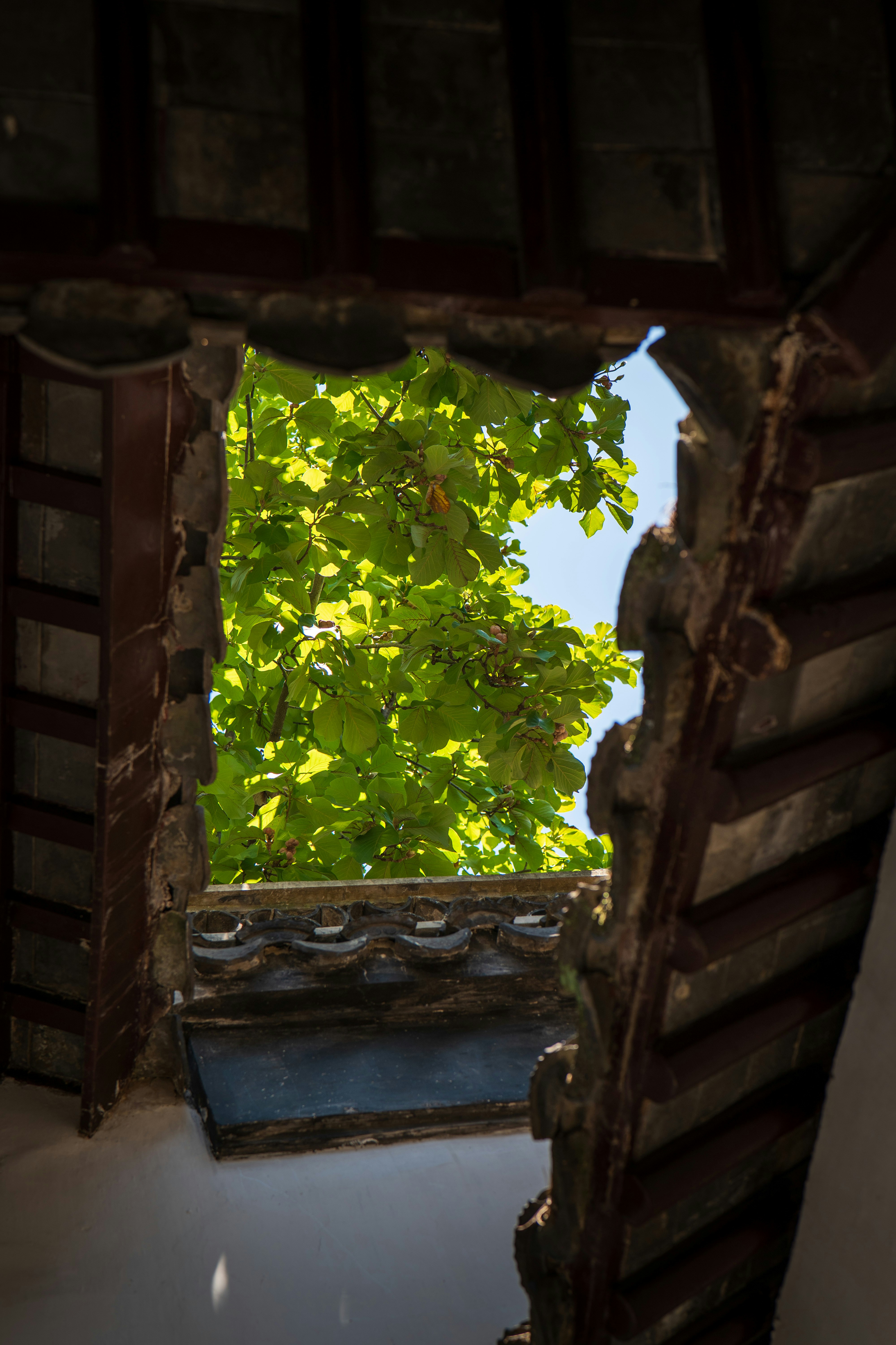 Green leaves seen through a broken roof opening