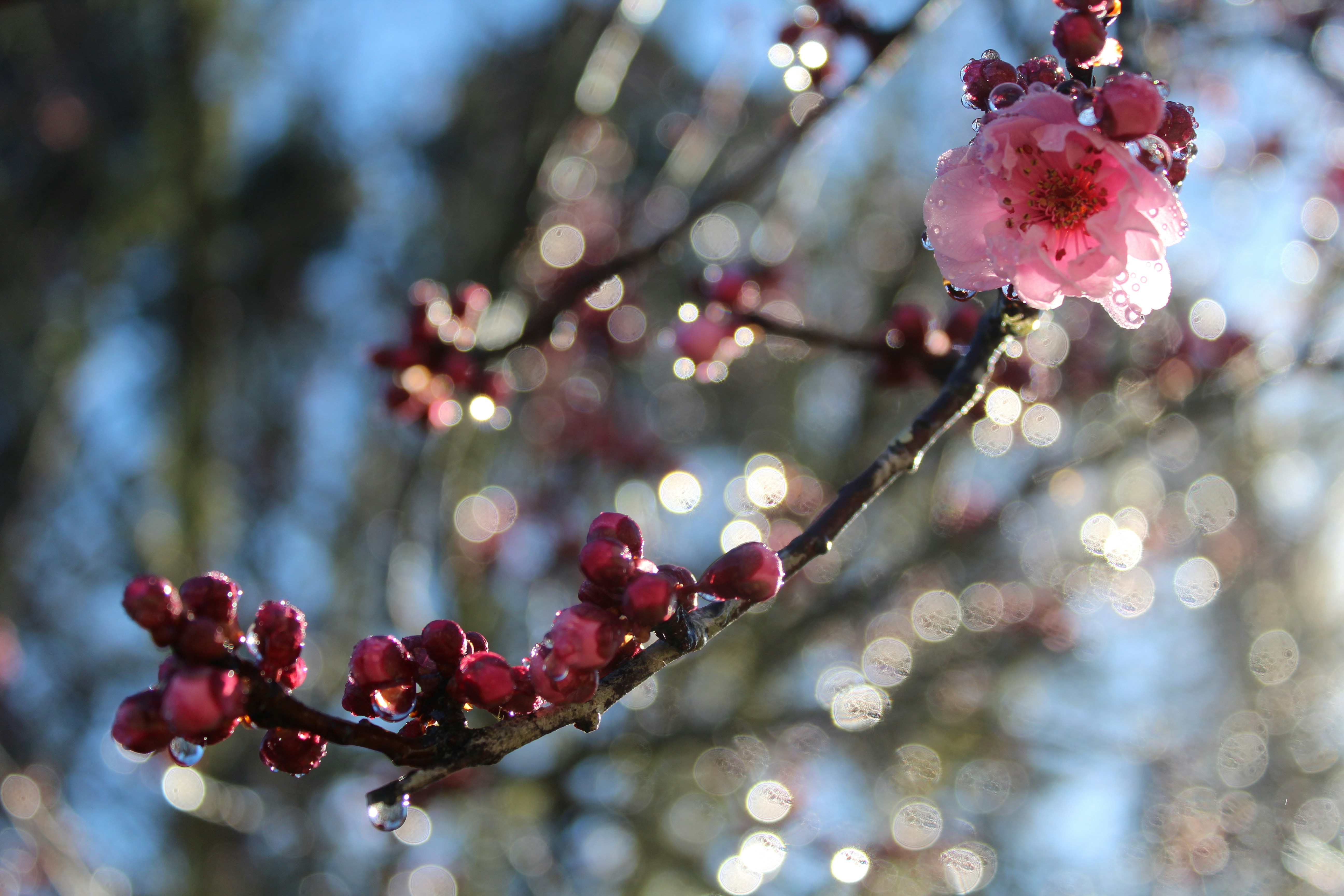 Pink cherry blossoms with water droplets in sunlight