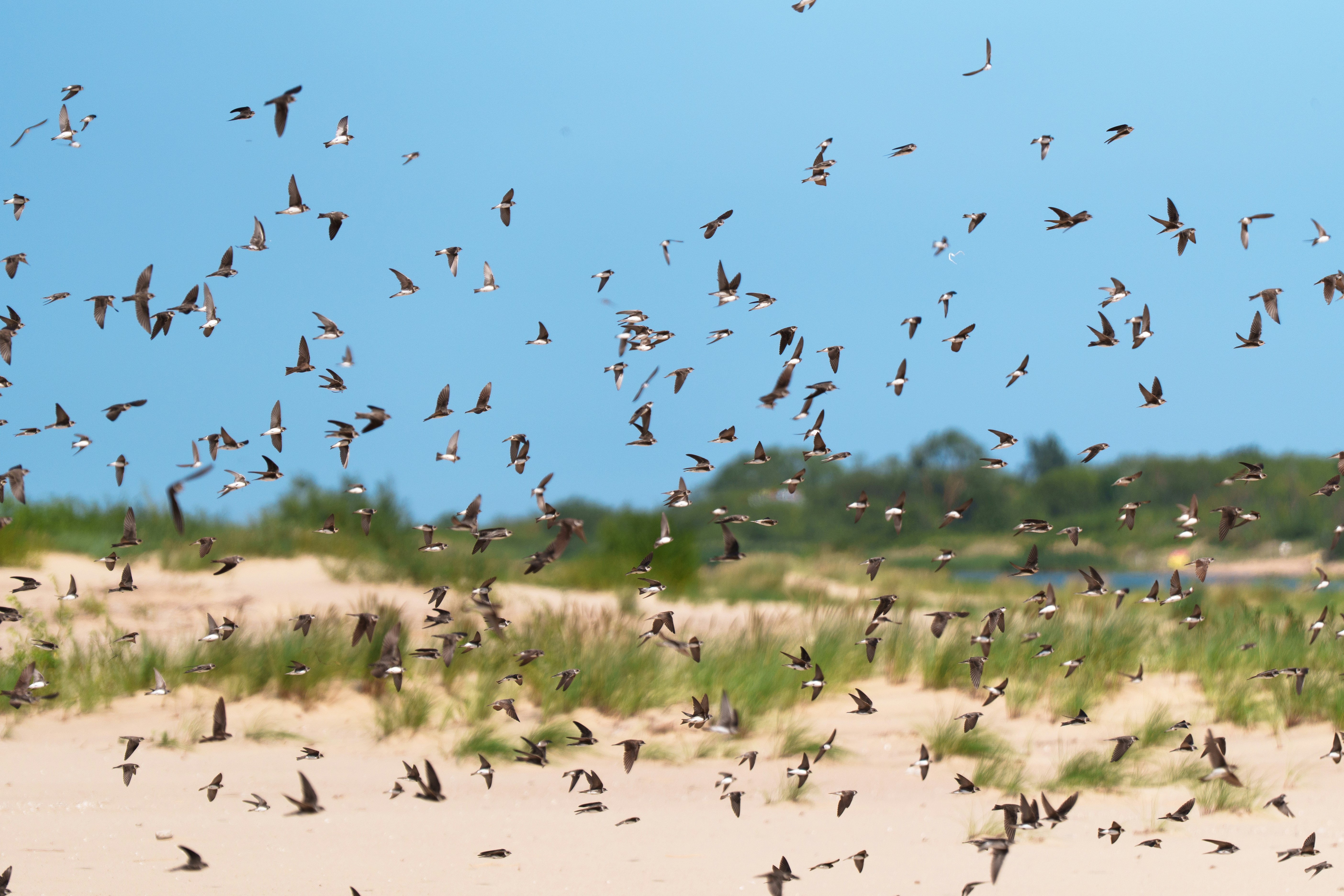 A Dance of Wings: Nature's Avian Symphony