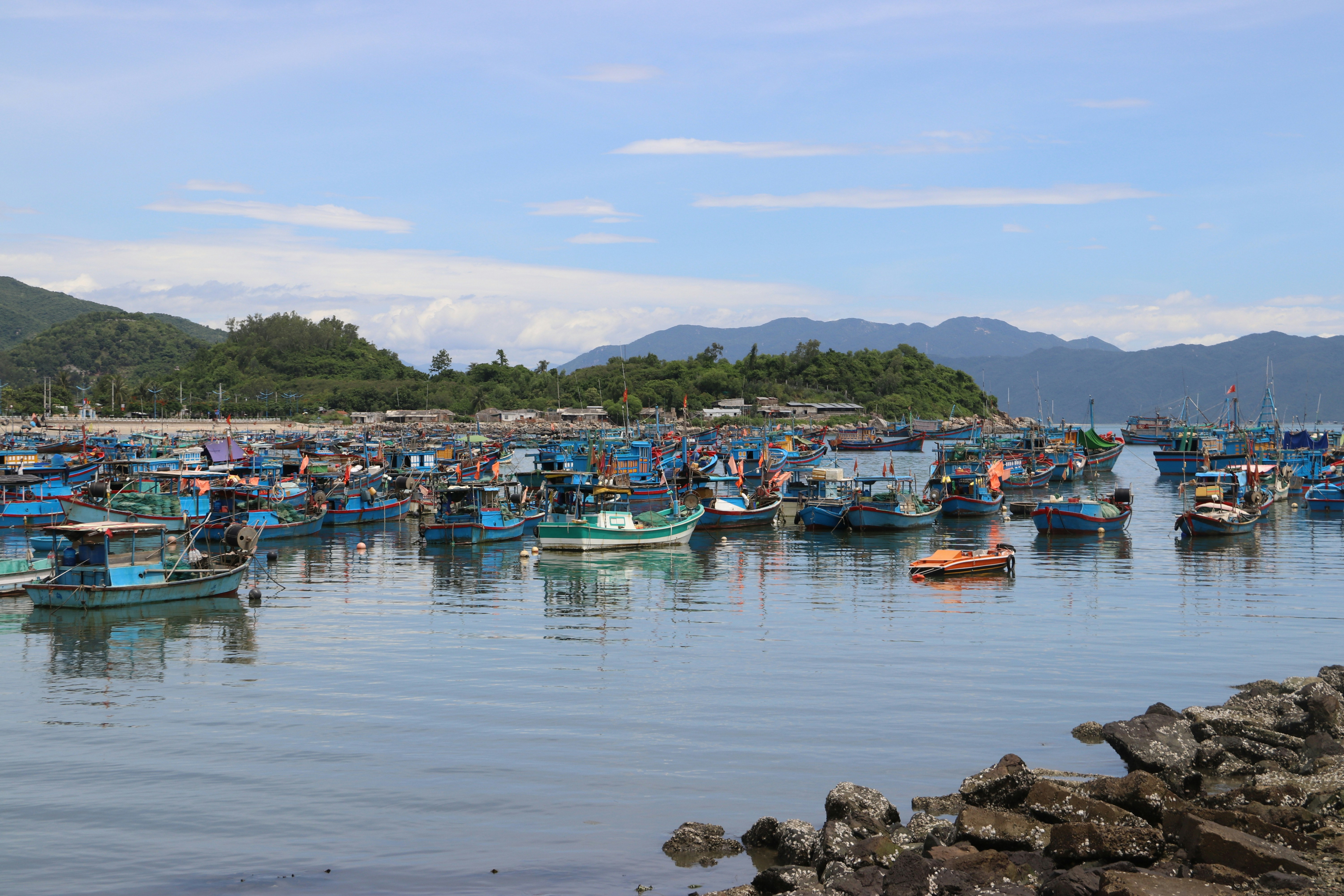 Many fishing boats moored in a calm bay near shore