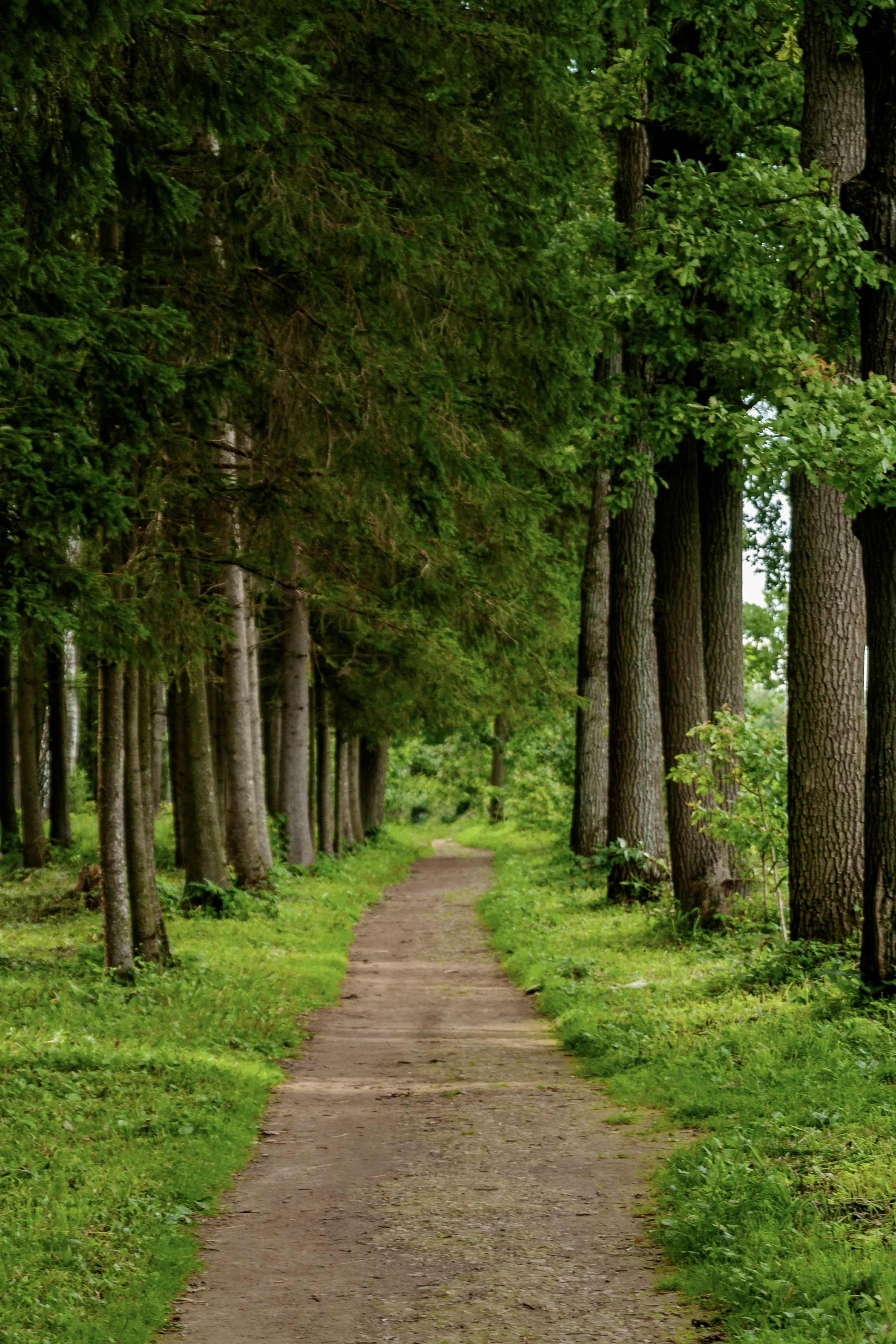 A dirt path curves through a lush green forest.