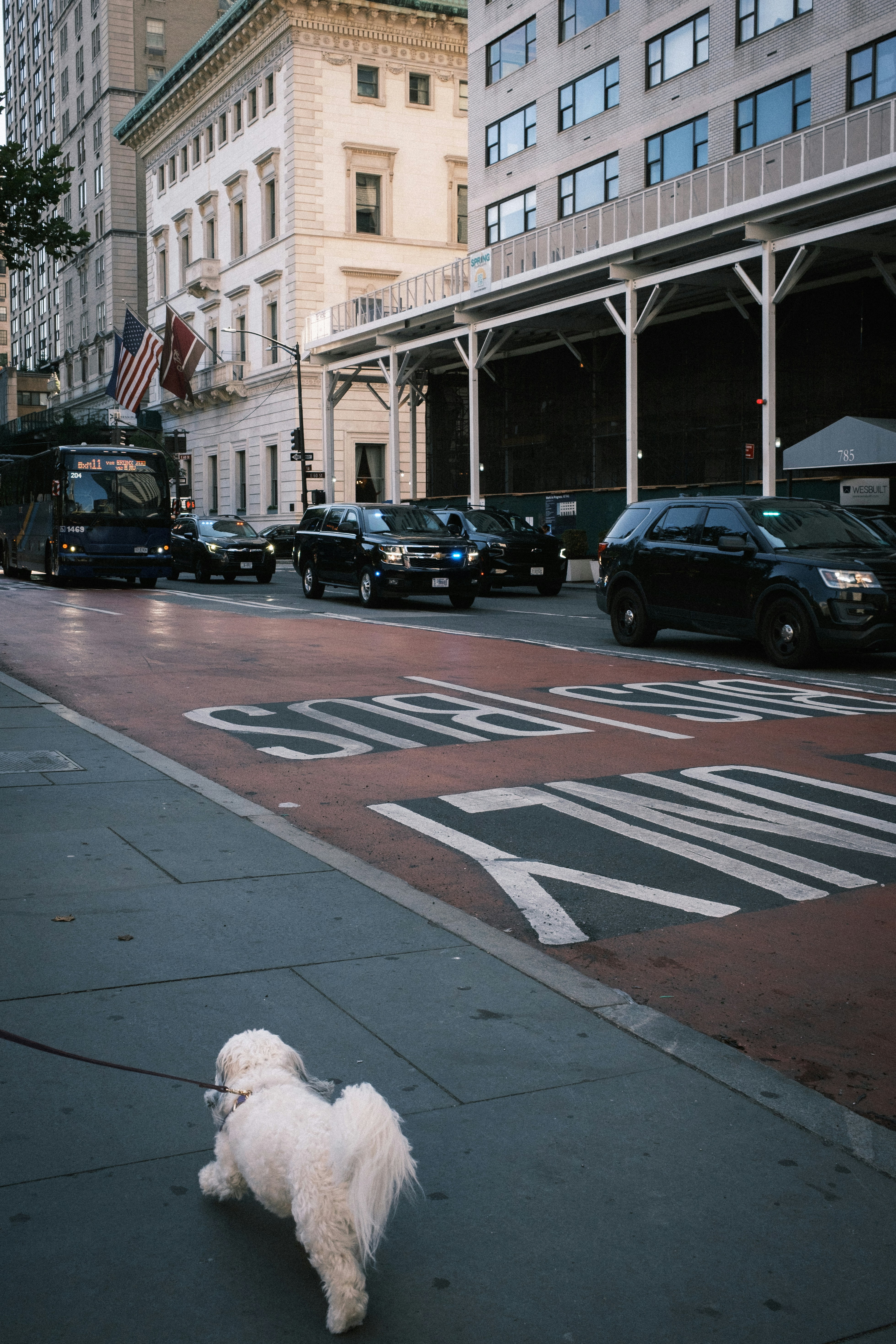 Small white dog on a leash walking along a city street with vehicles and flags in the background.