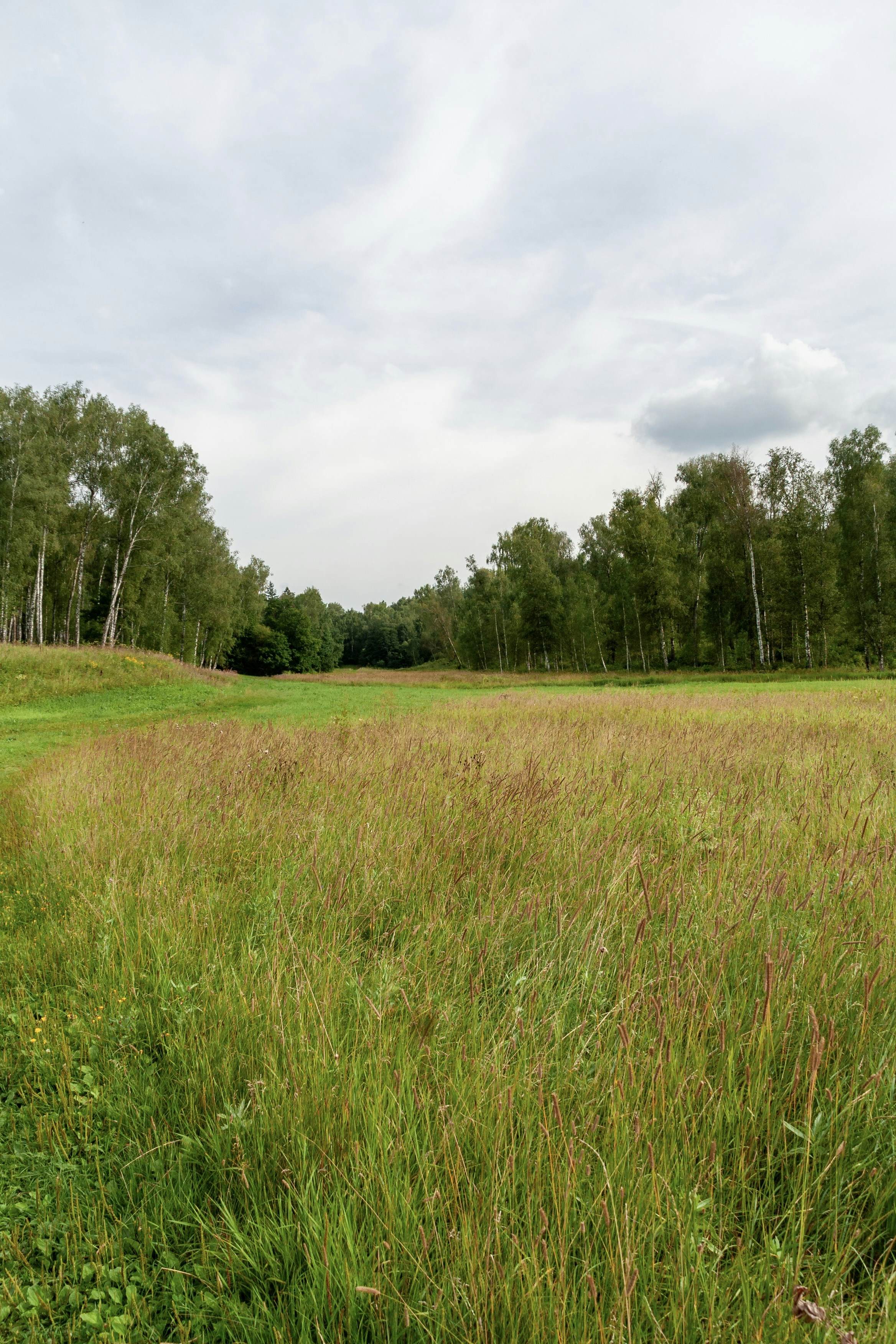Tall grass field with trees under a cloudy sky