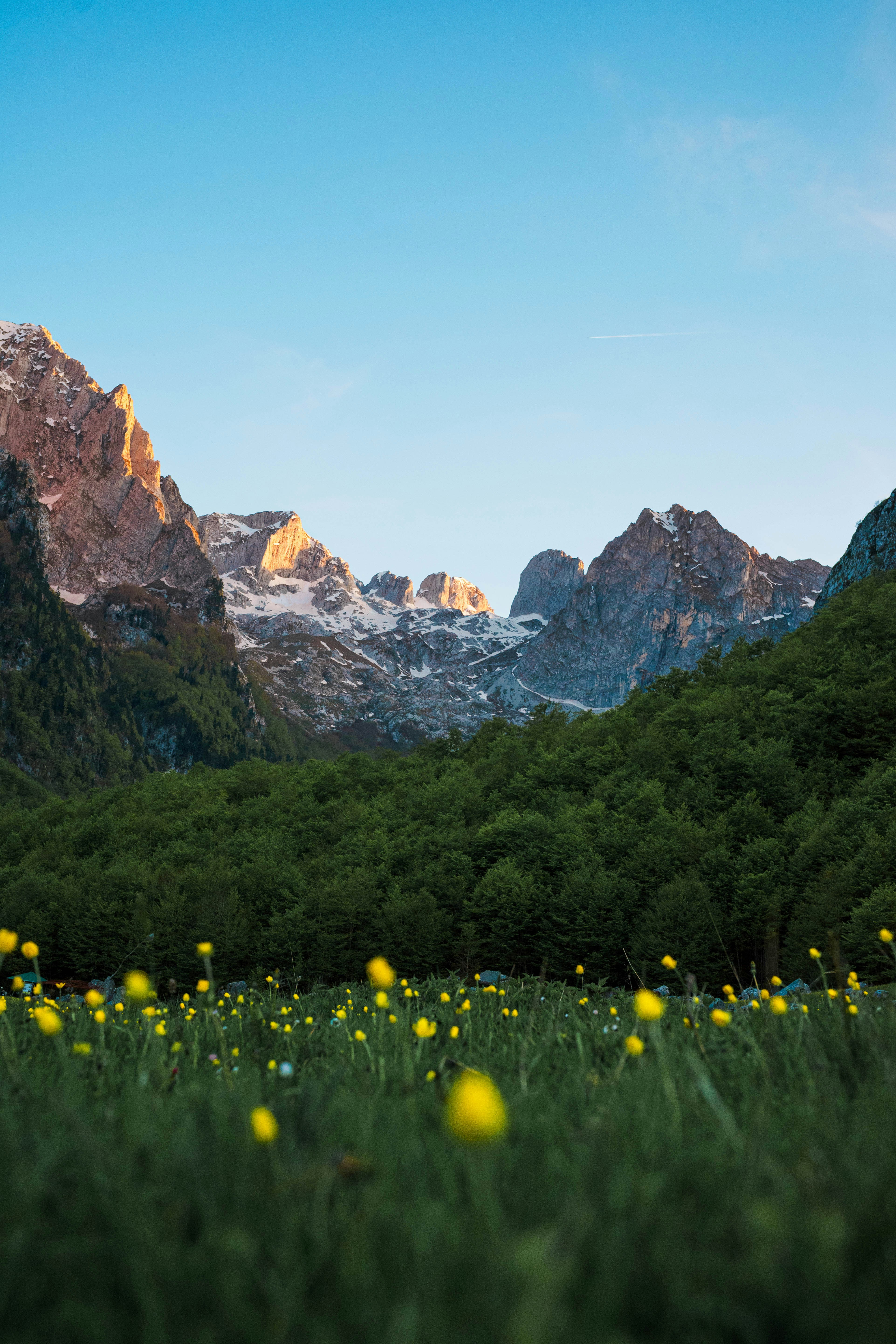 Yellow wildflowers in a grassy field with mountains.