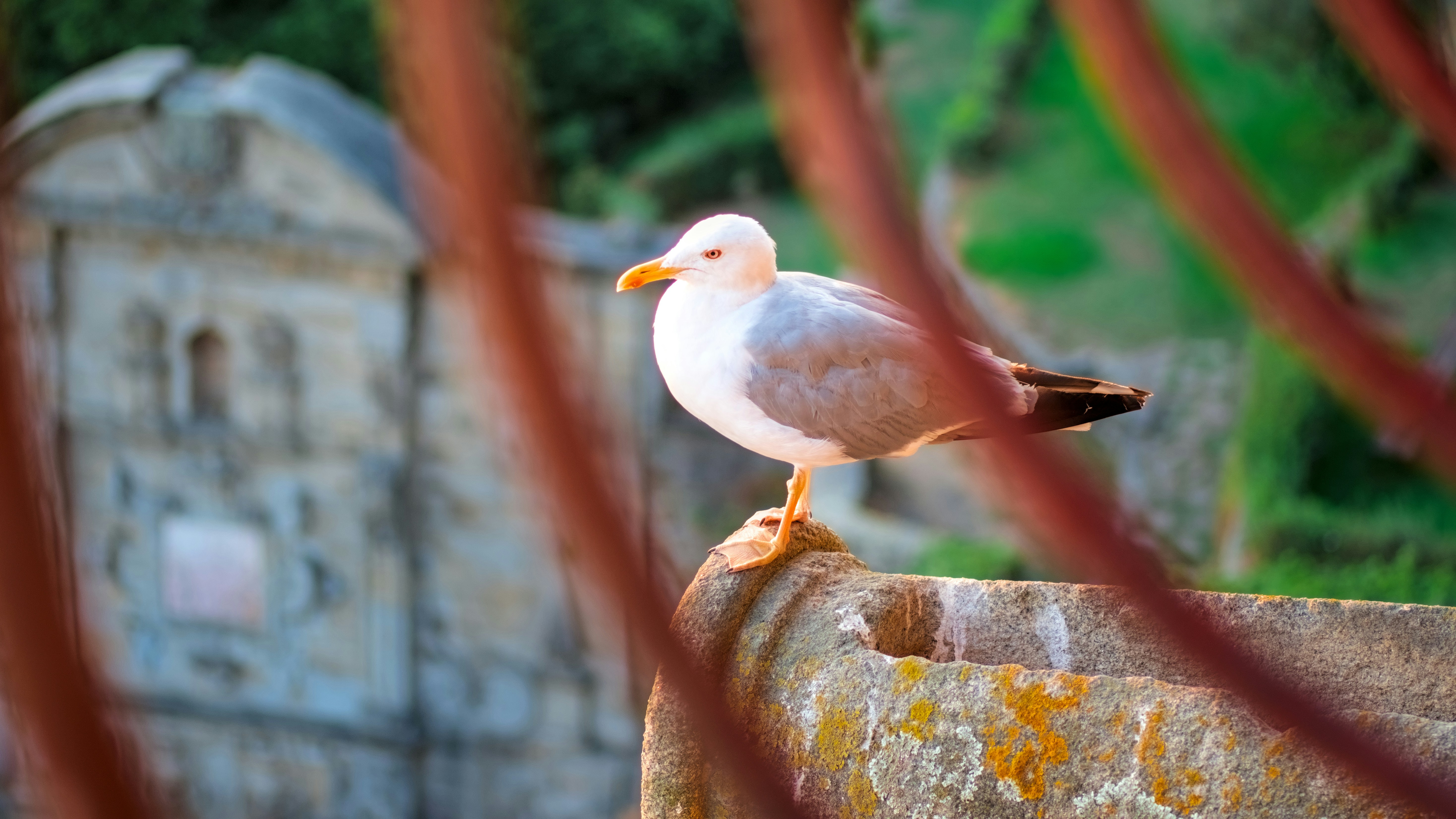 Seagull perched on stone wall with blurry bars