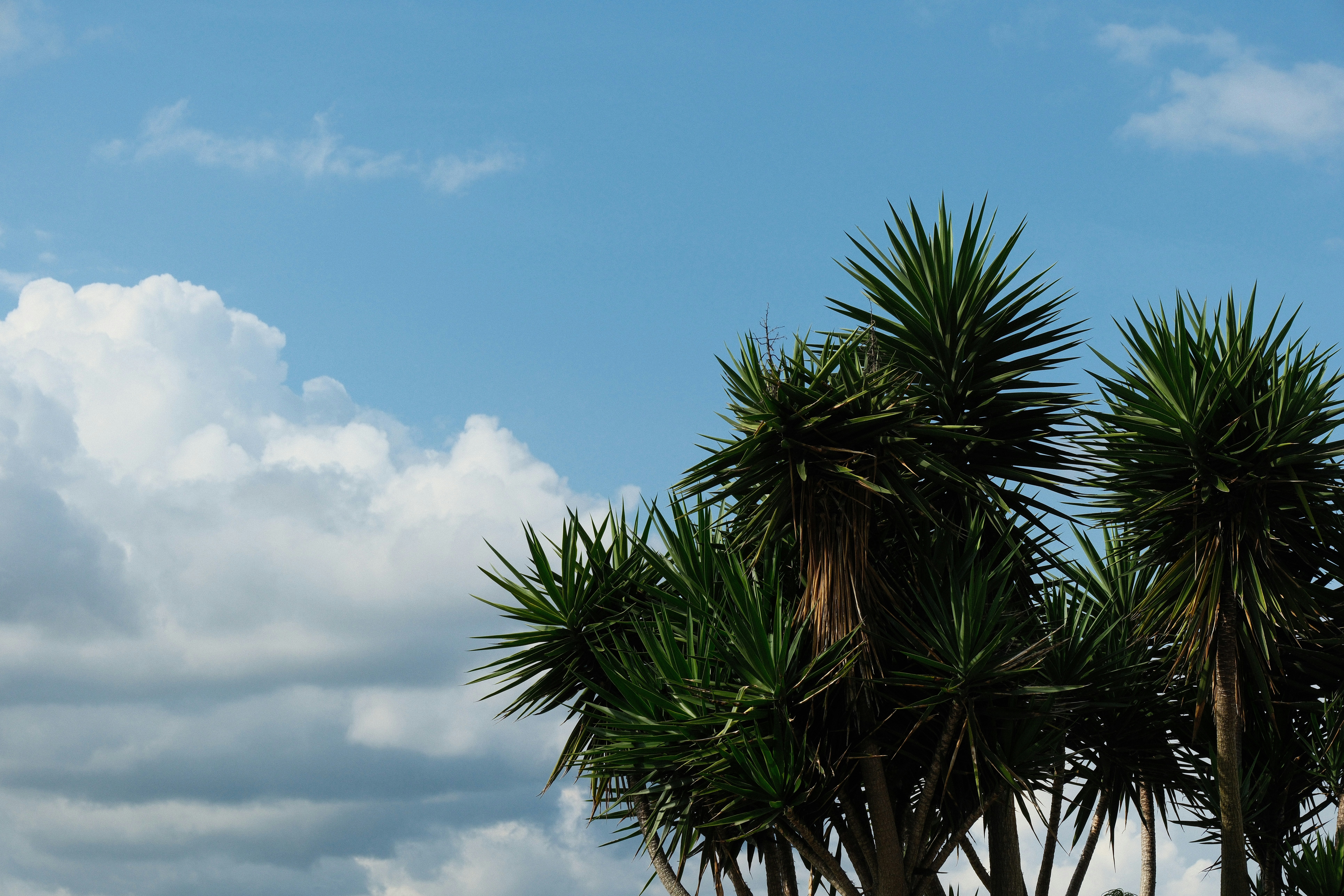 Green spiky plants against a blue sky