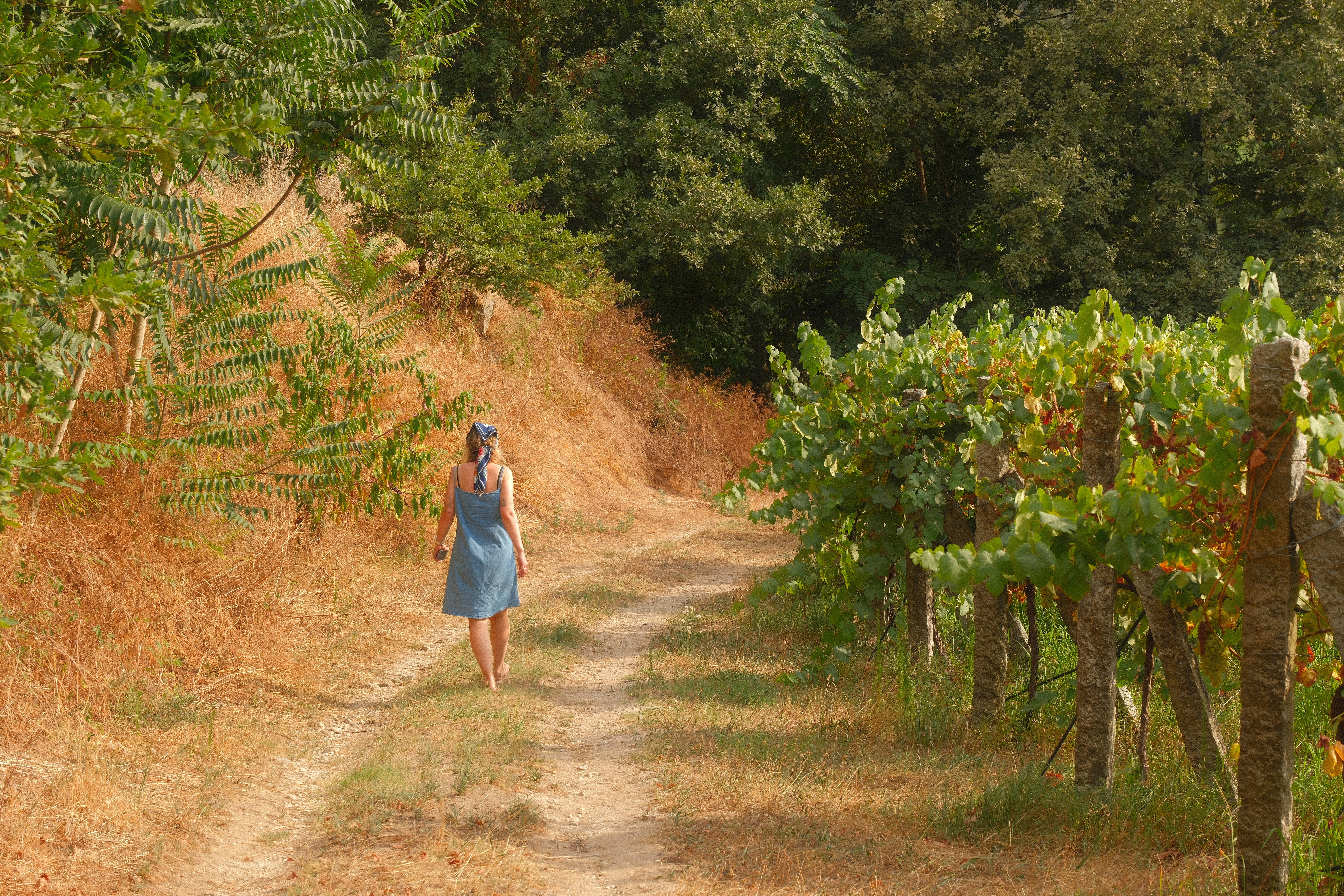 A Serene Stroll Through the Vineyards