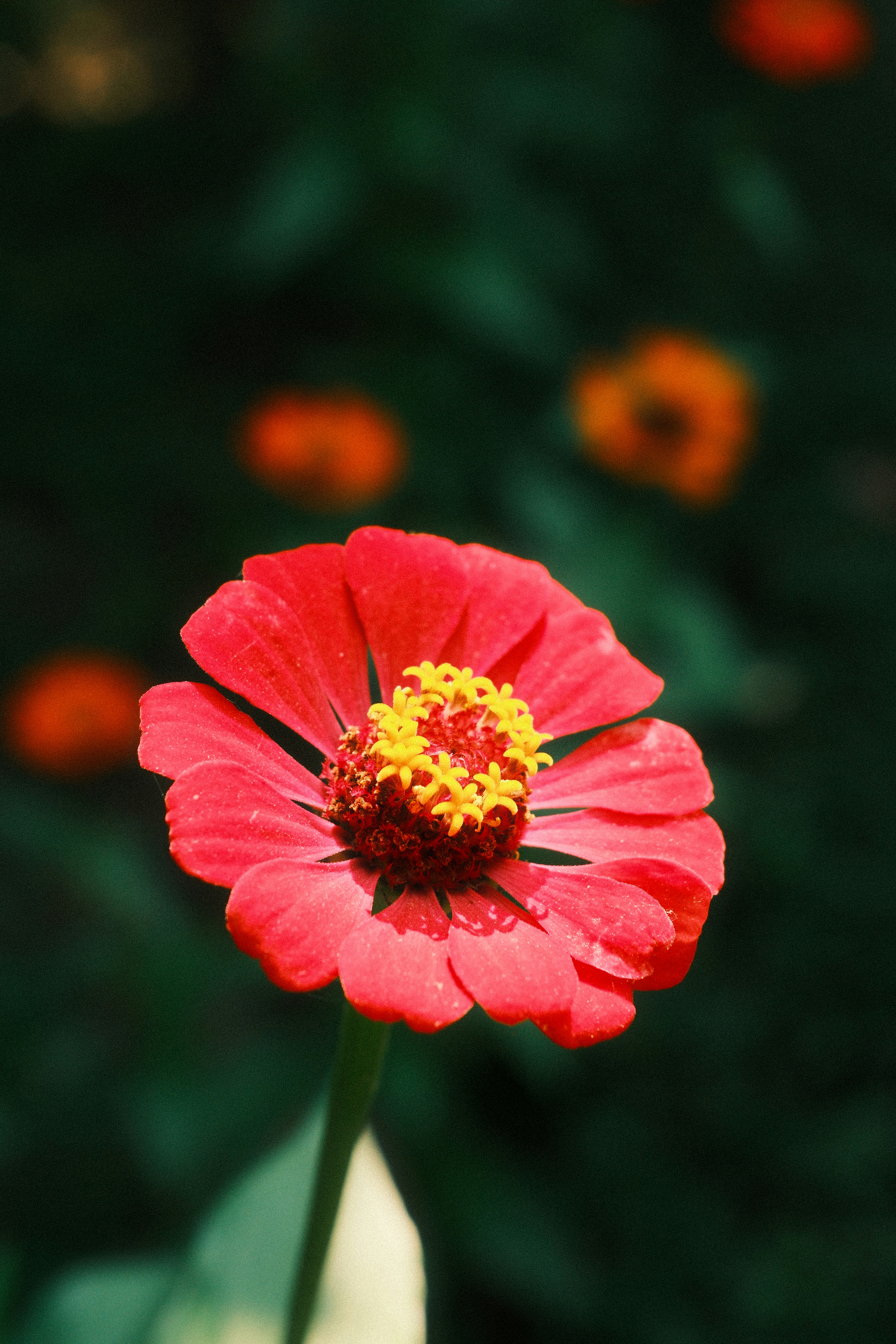 Crimson Blossom: Nature's Radiant Heart
