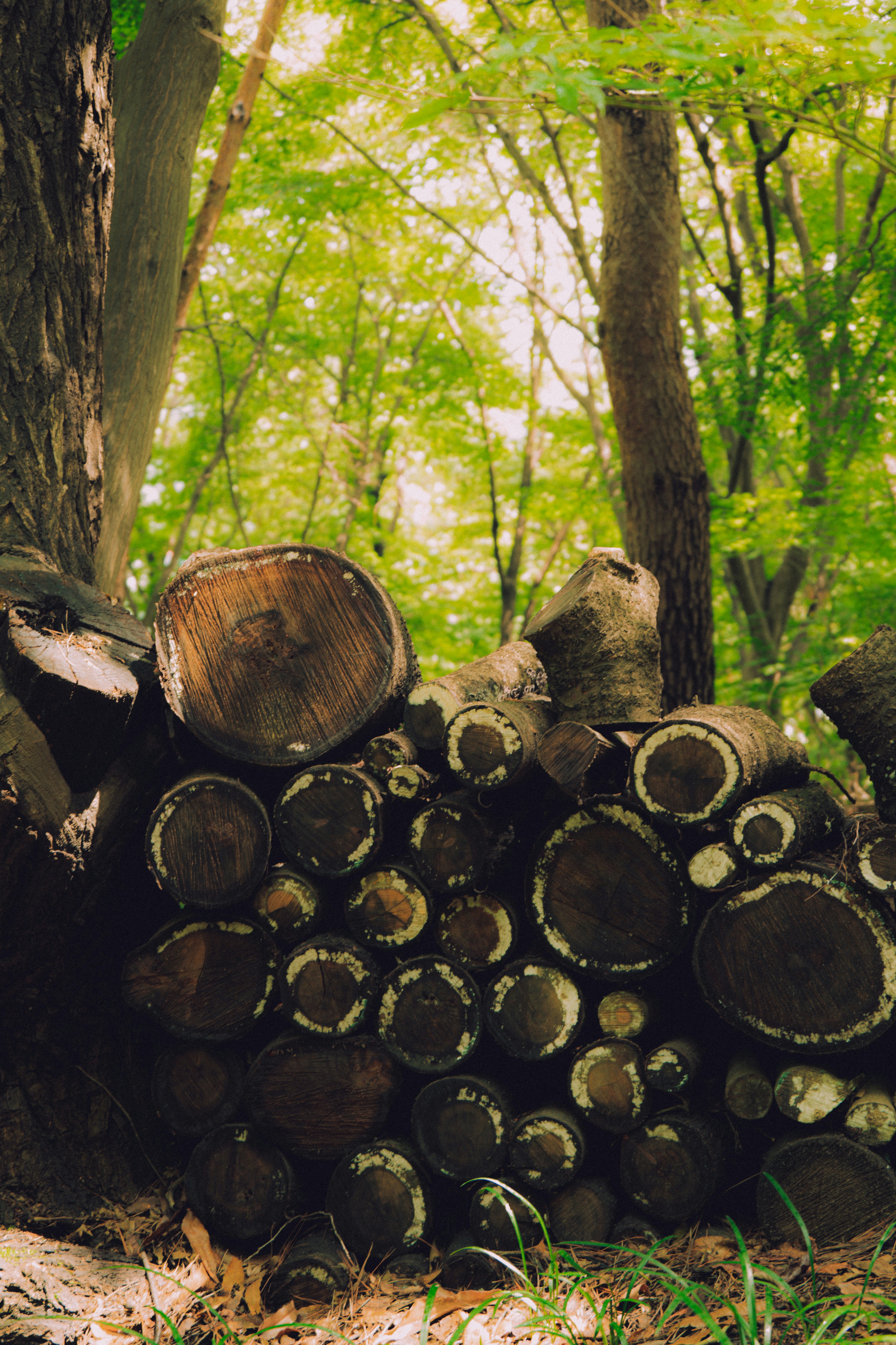 Stack of cut logs in a forest setting.