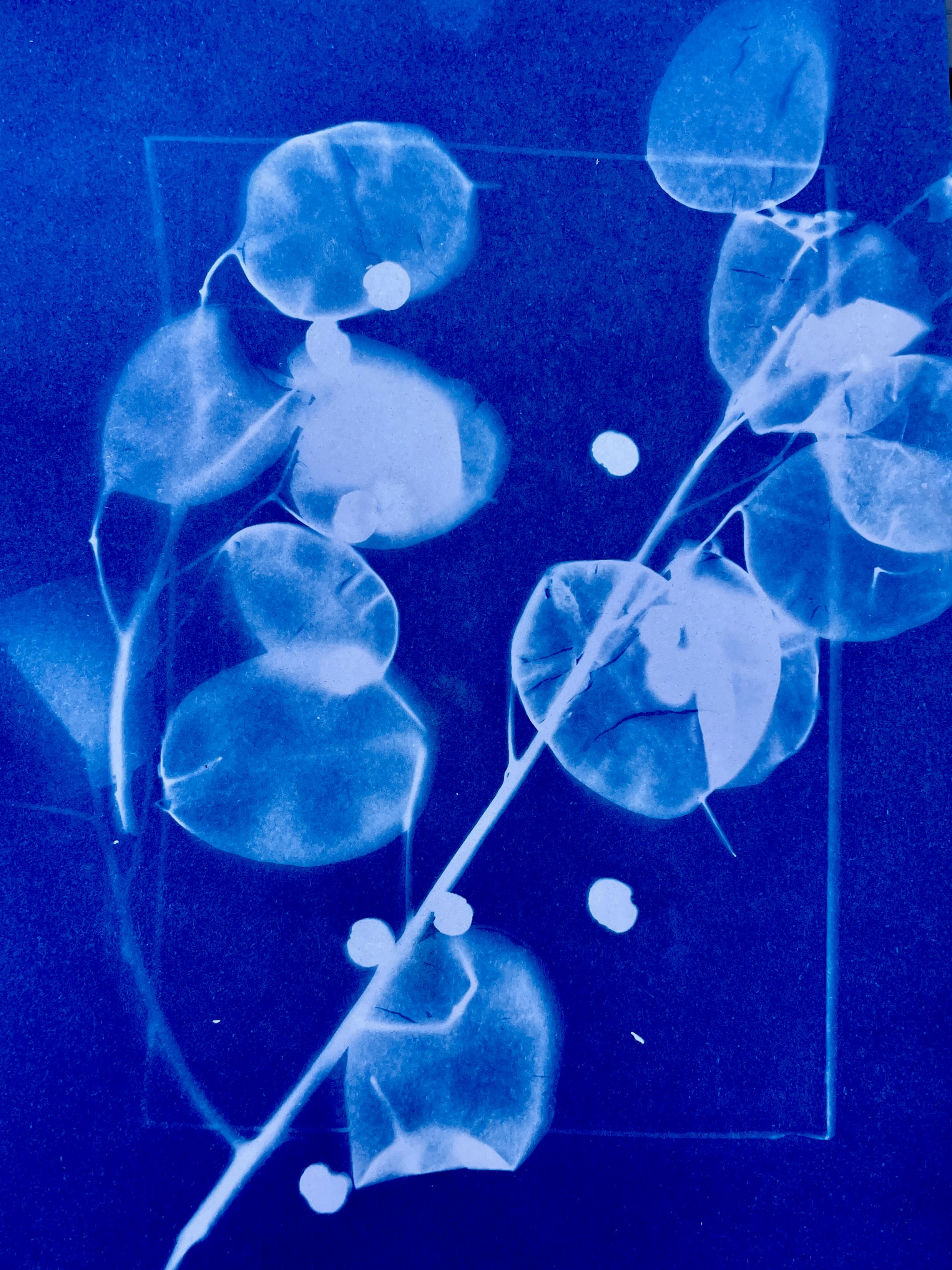 Botanical cyanotype with round leaves and stem photo – Free Wallpaper ...