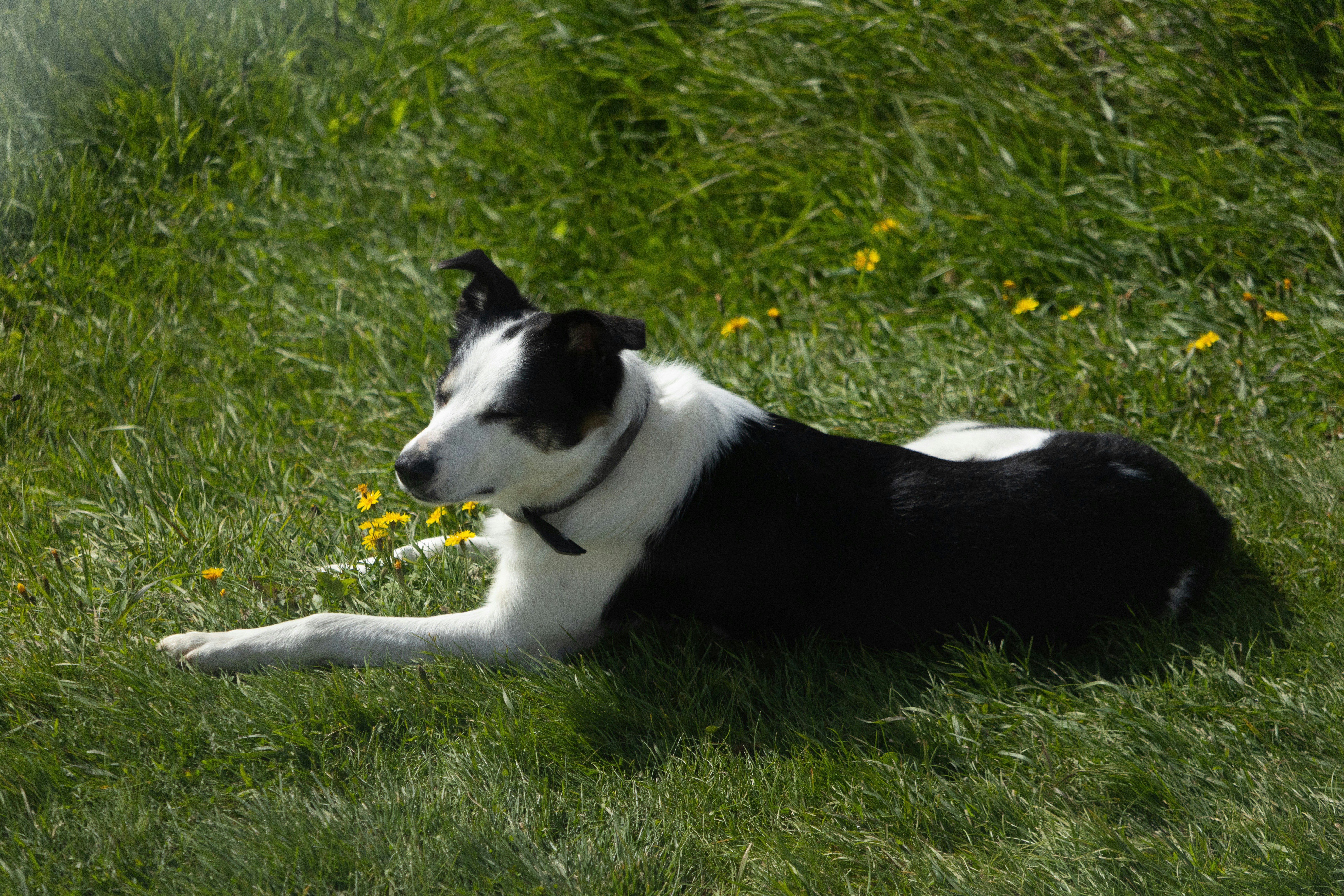 Serene Moments in Nature: A Canine's Retreat