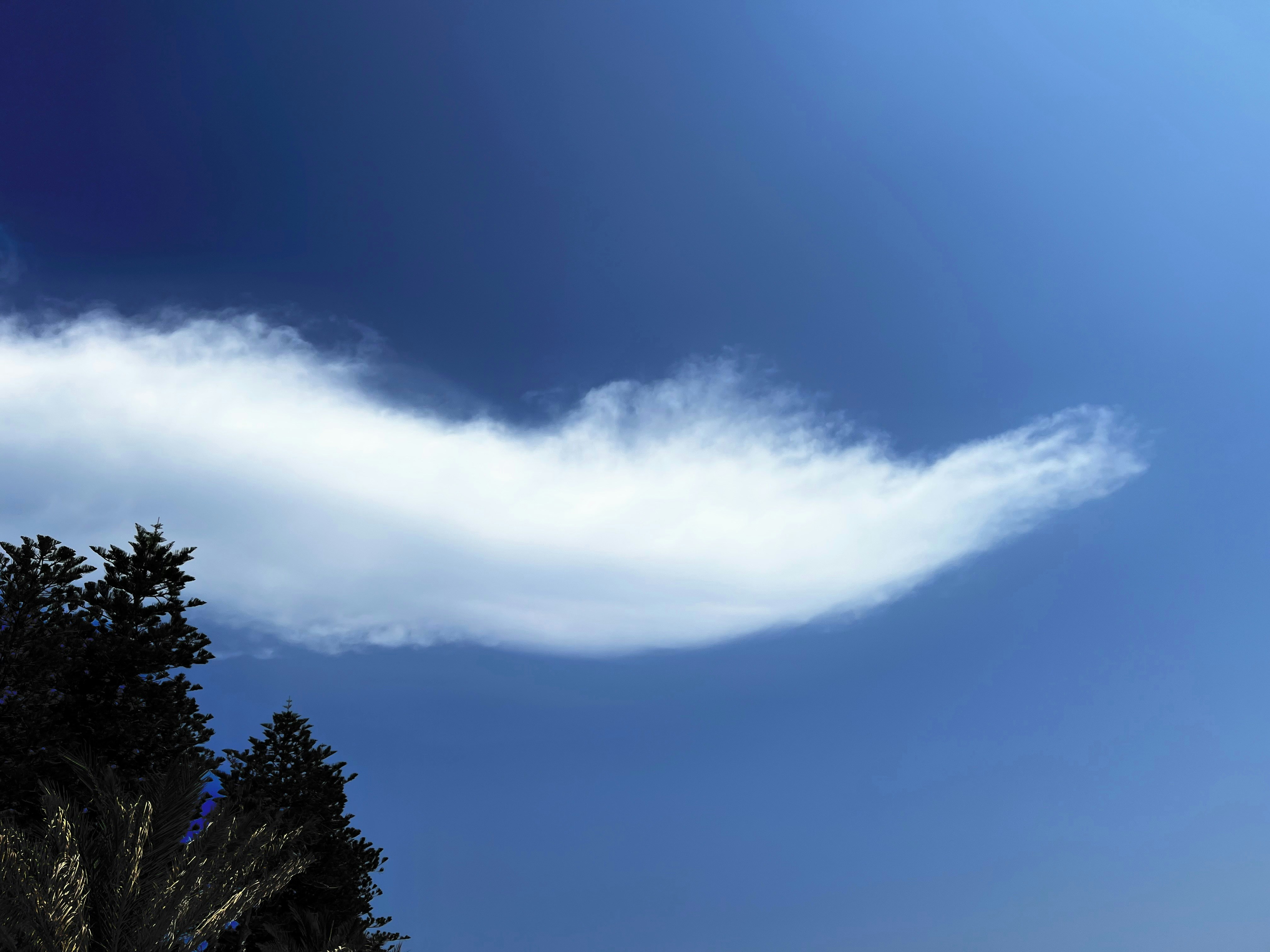 Cloud Ribbon Over a Quiet Pine Skyline