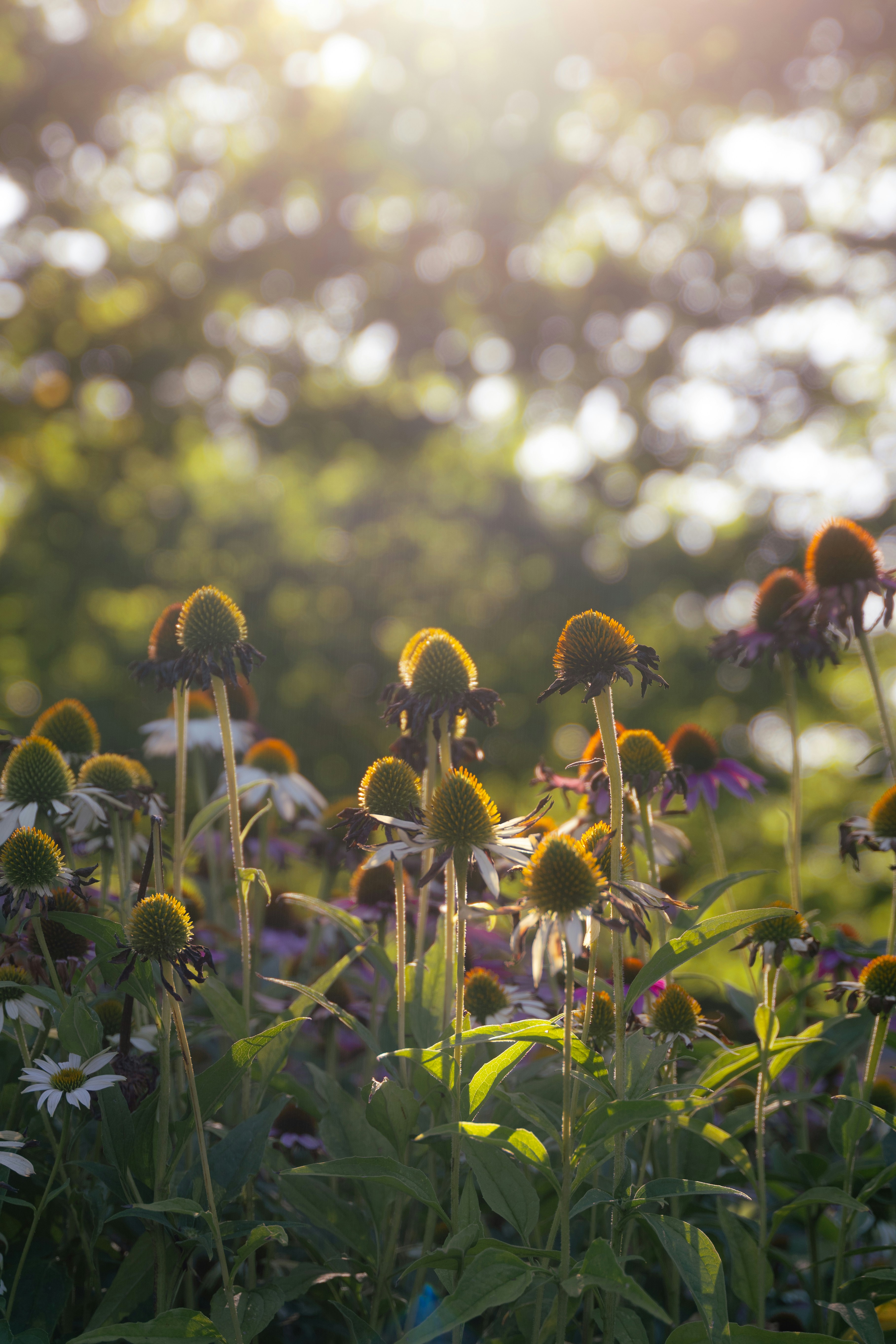 Whispers of Nature's Palette