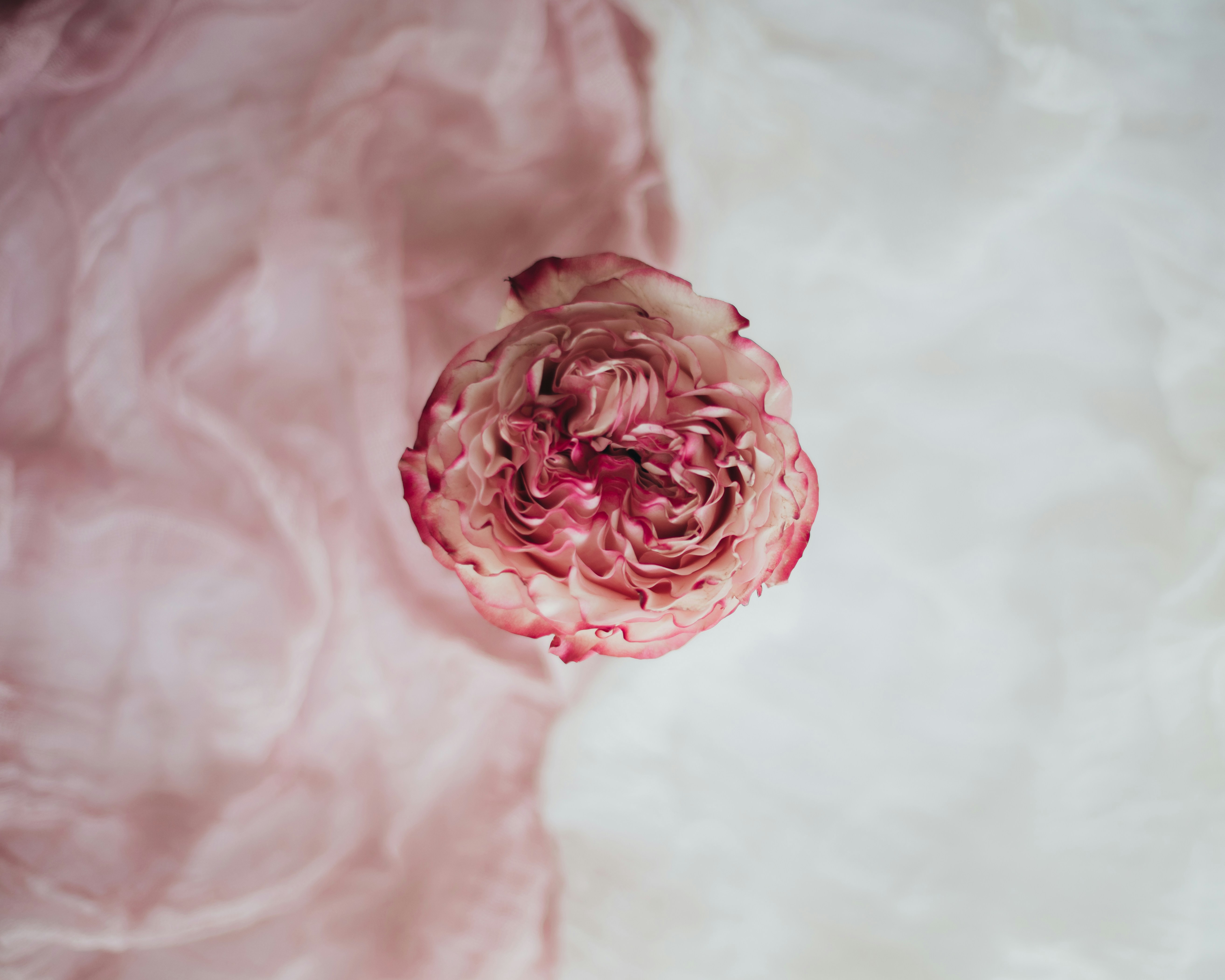 A single pink and white flower on fabric
