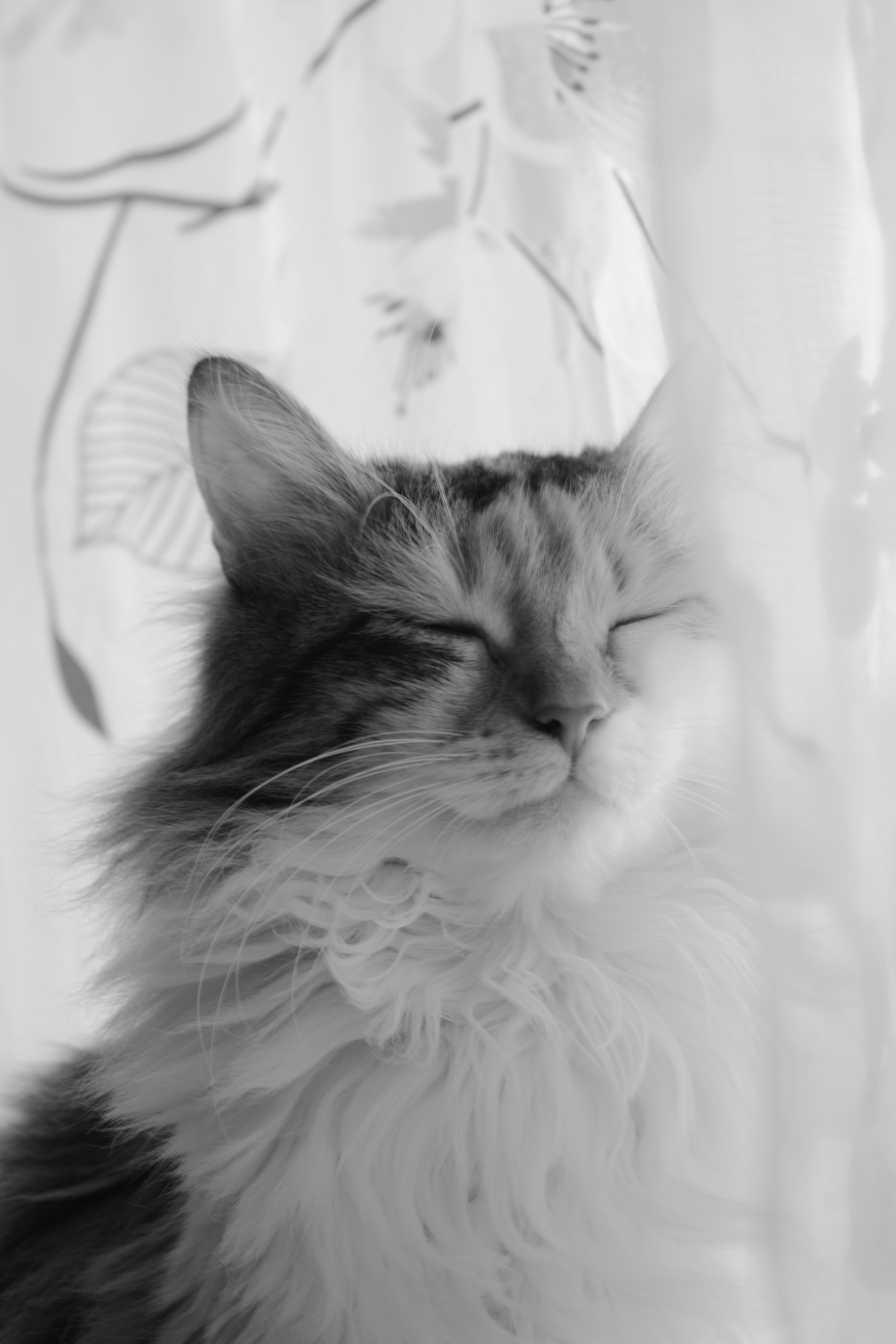 Whiskered Serenity Behind the Veil