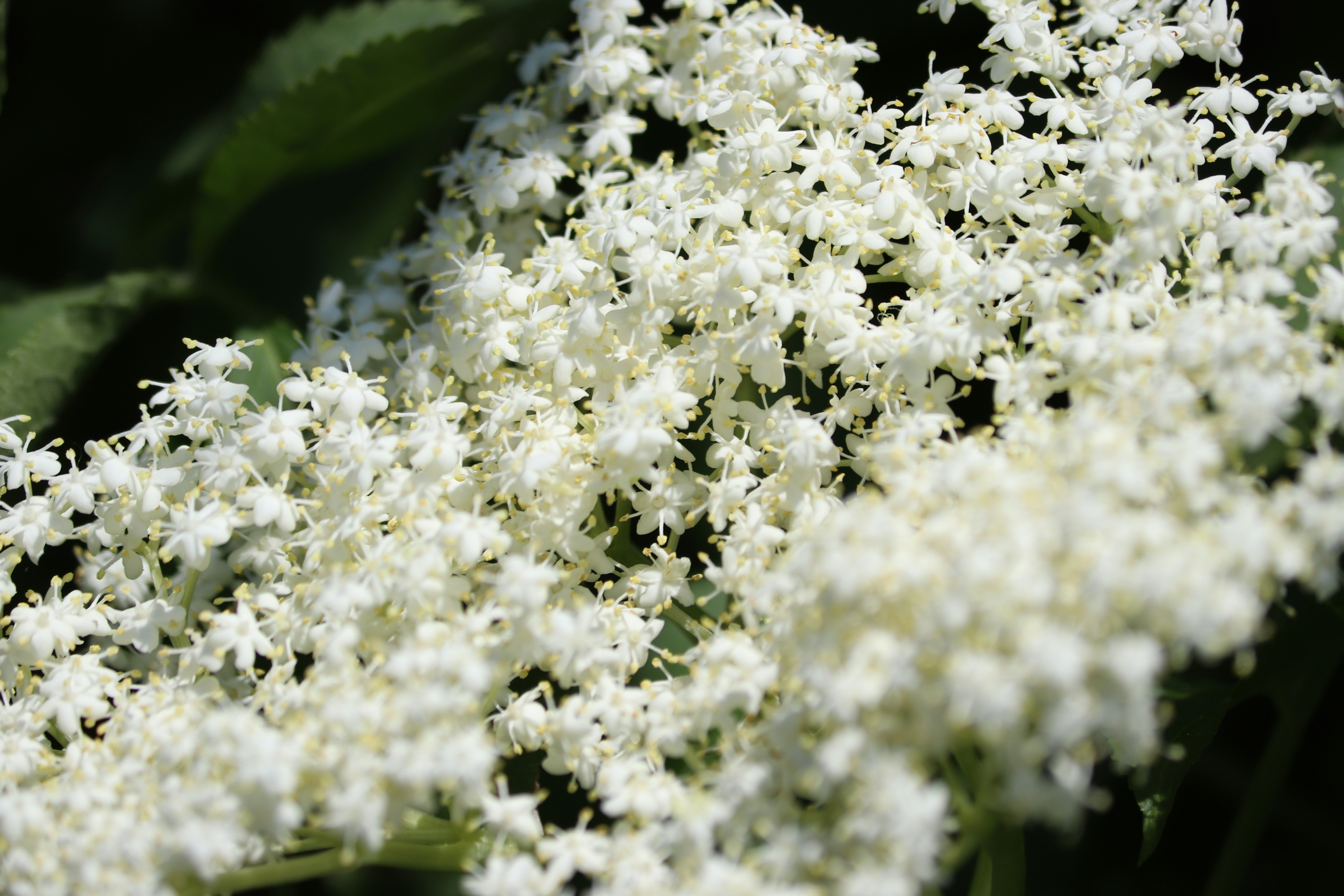 Delicate clusters of white flowers bloom against a lush green backdrop, showcasing nature's intricate beauty.