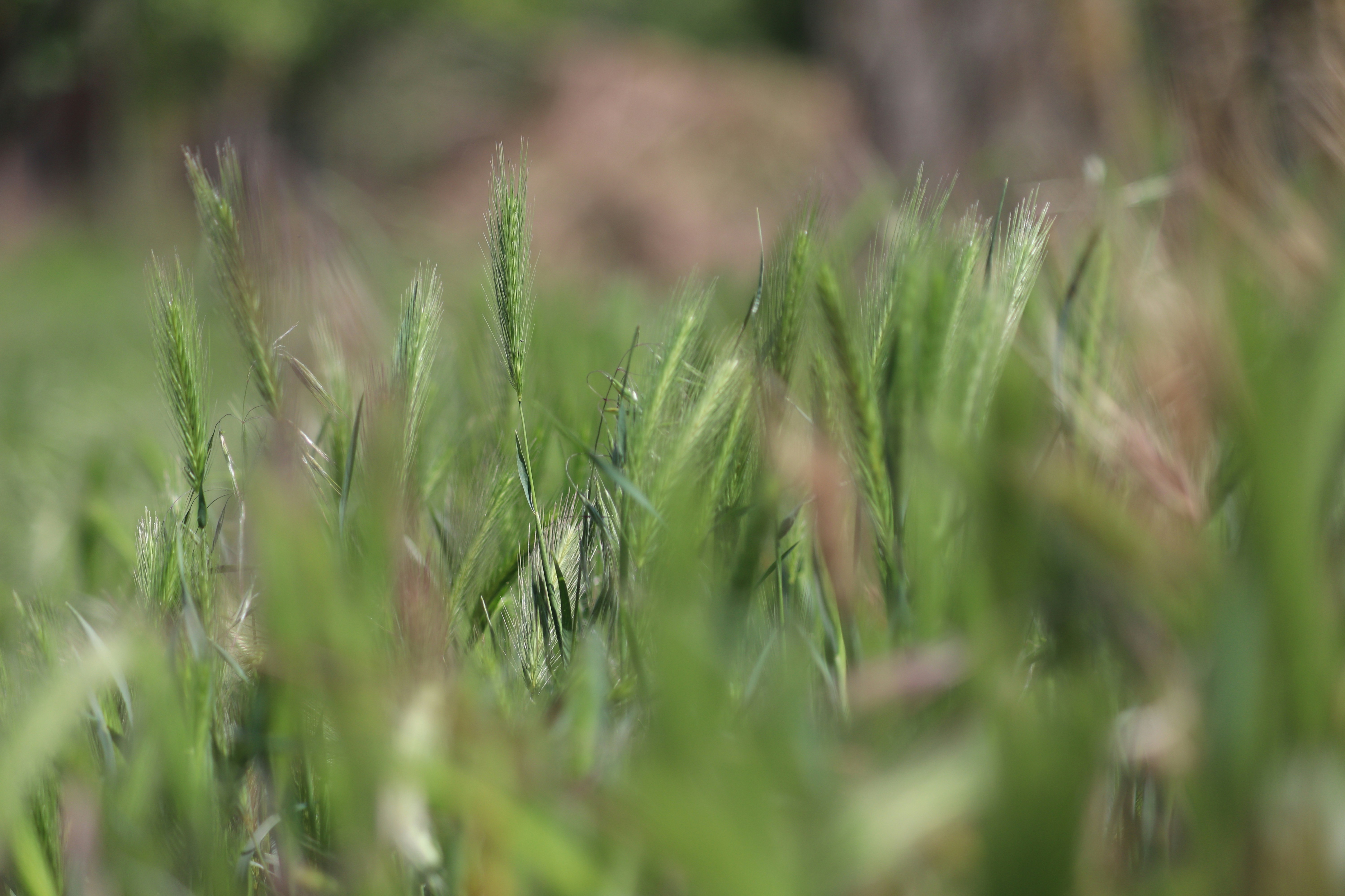 Close-up of green grass blades with dew drops.