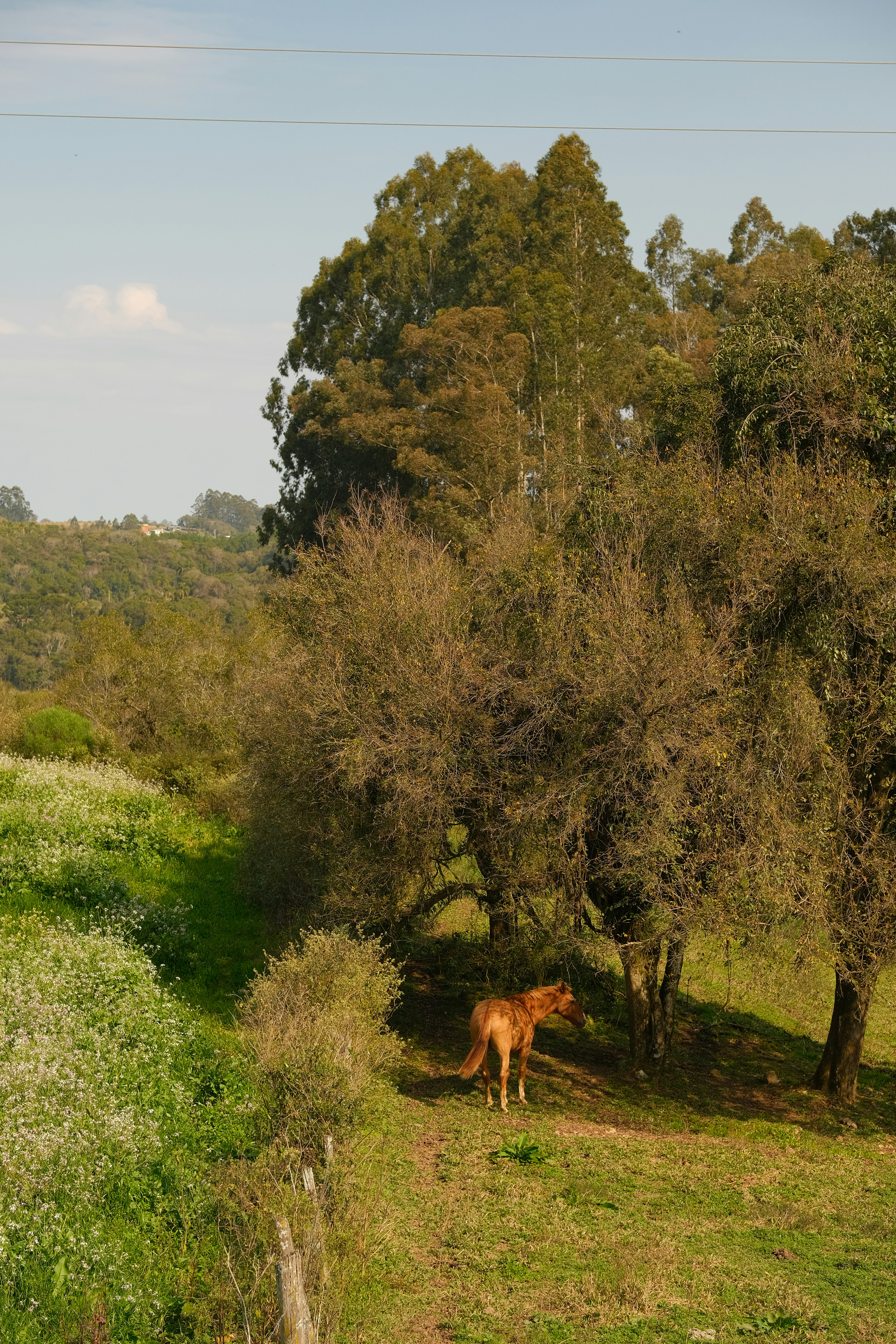 A brown horse stands under a tree in a grassy field.
