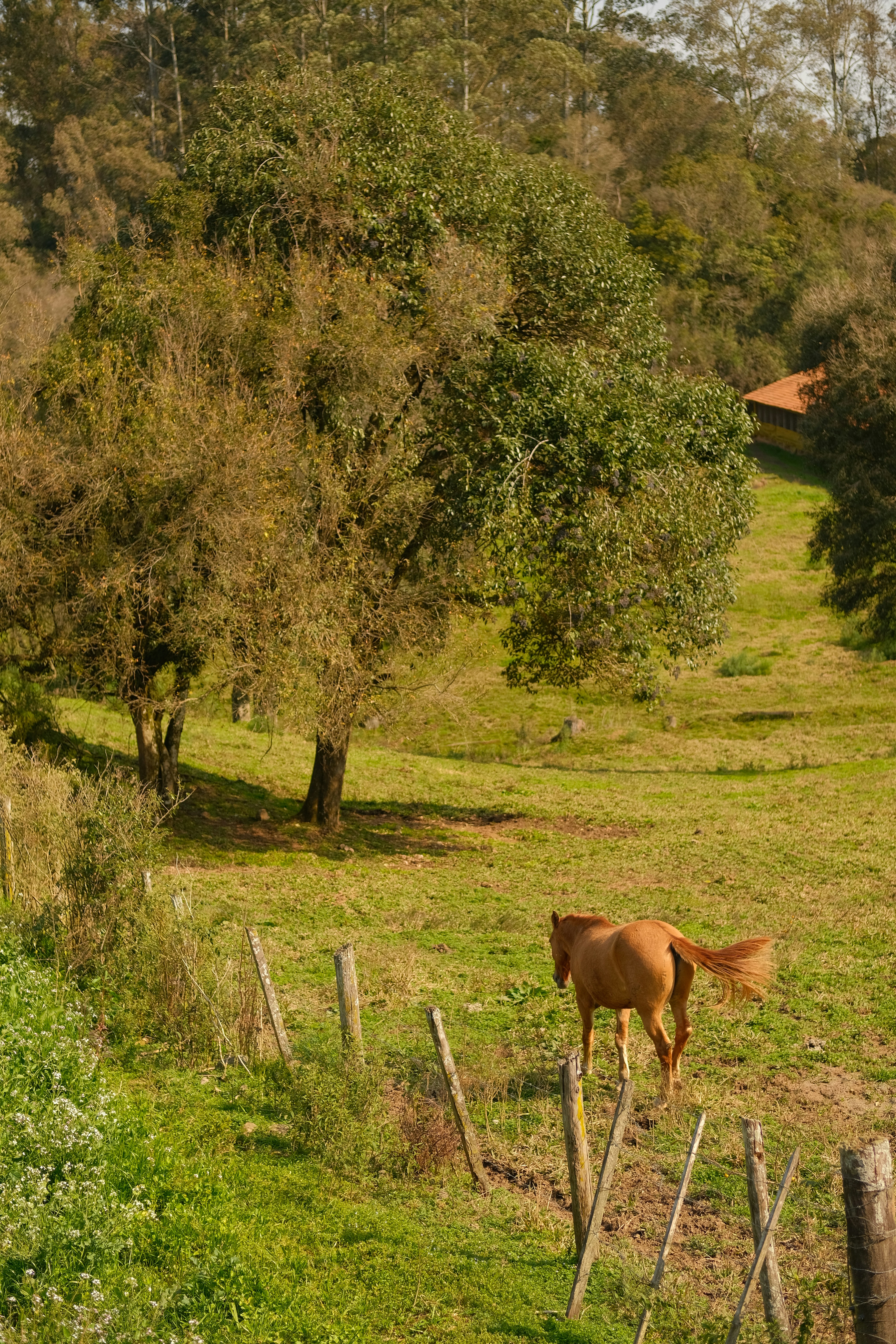 Equine Serenity Amidst Nature's Embrace