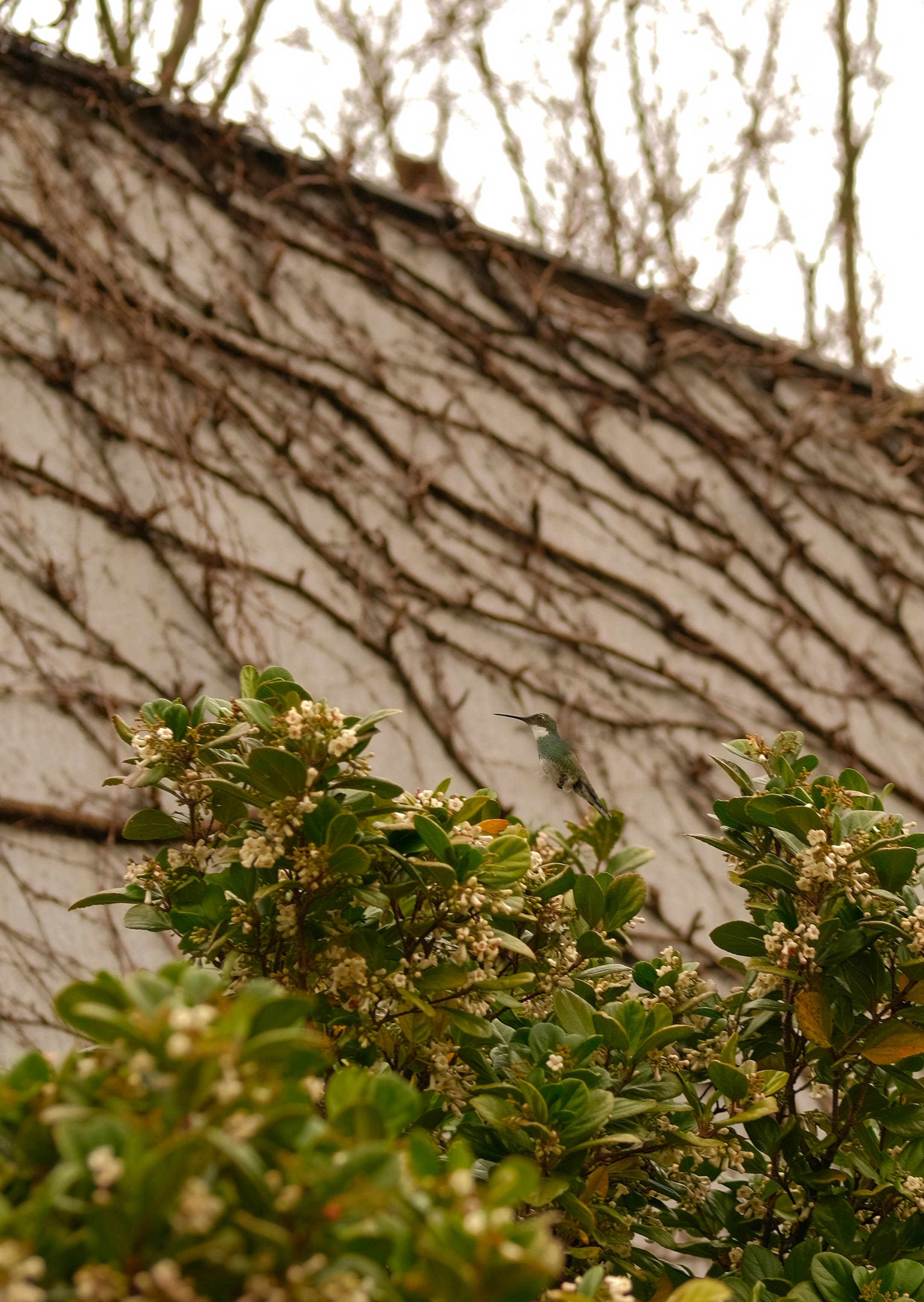 Vine-covered wall with flowering branches in foreground