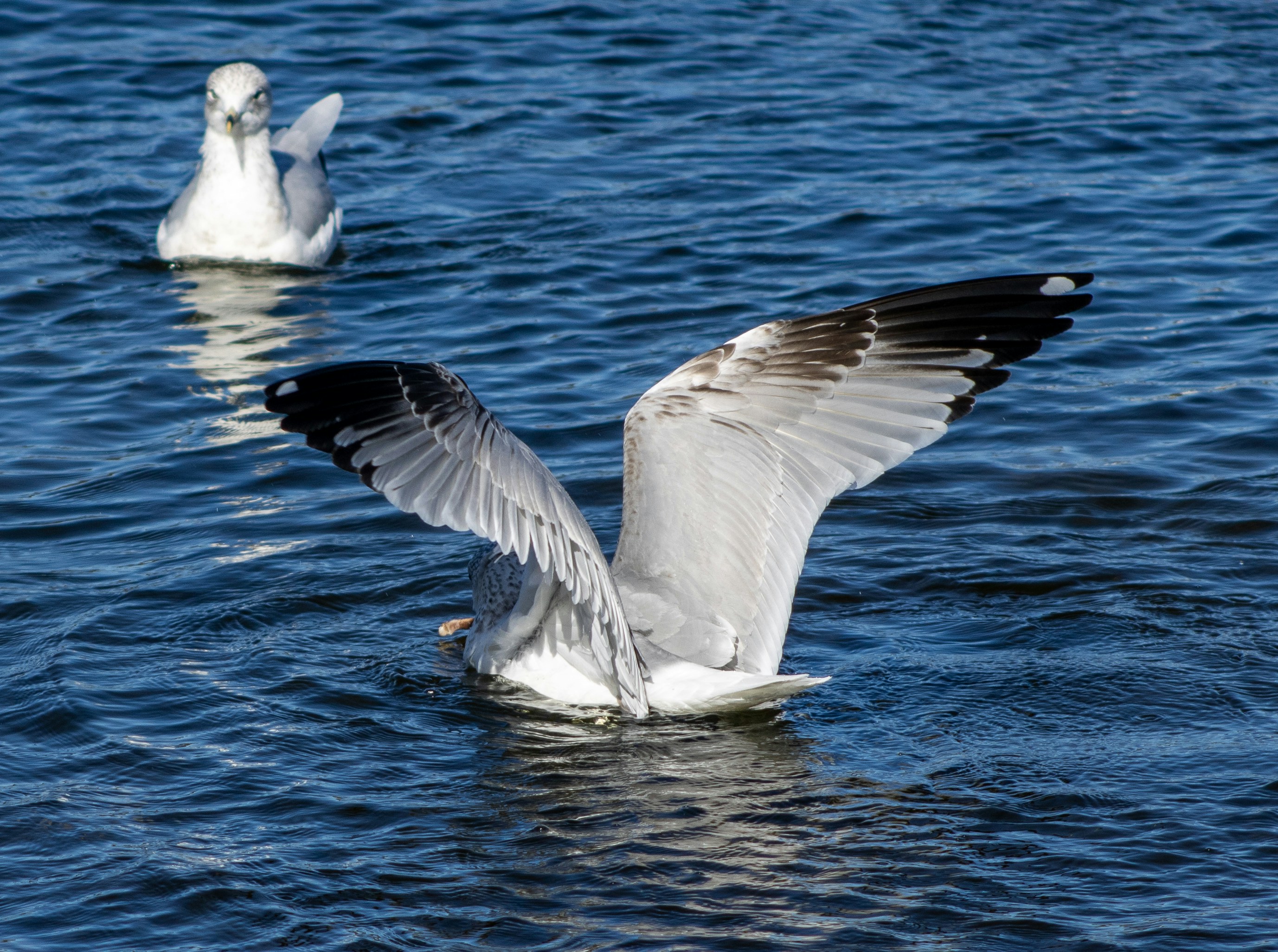 Two seagulls swimming in blue water
