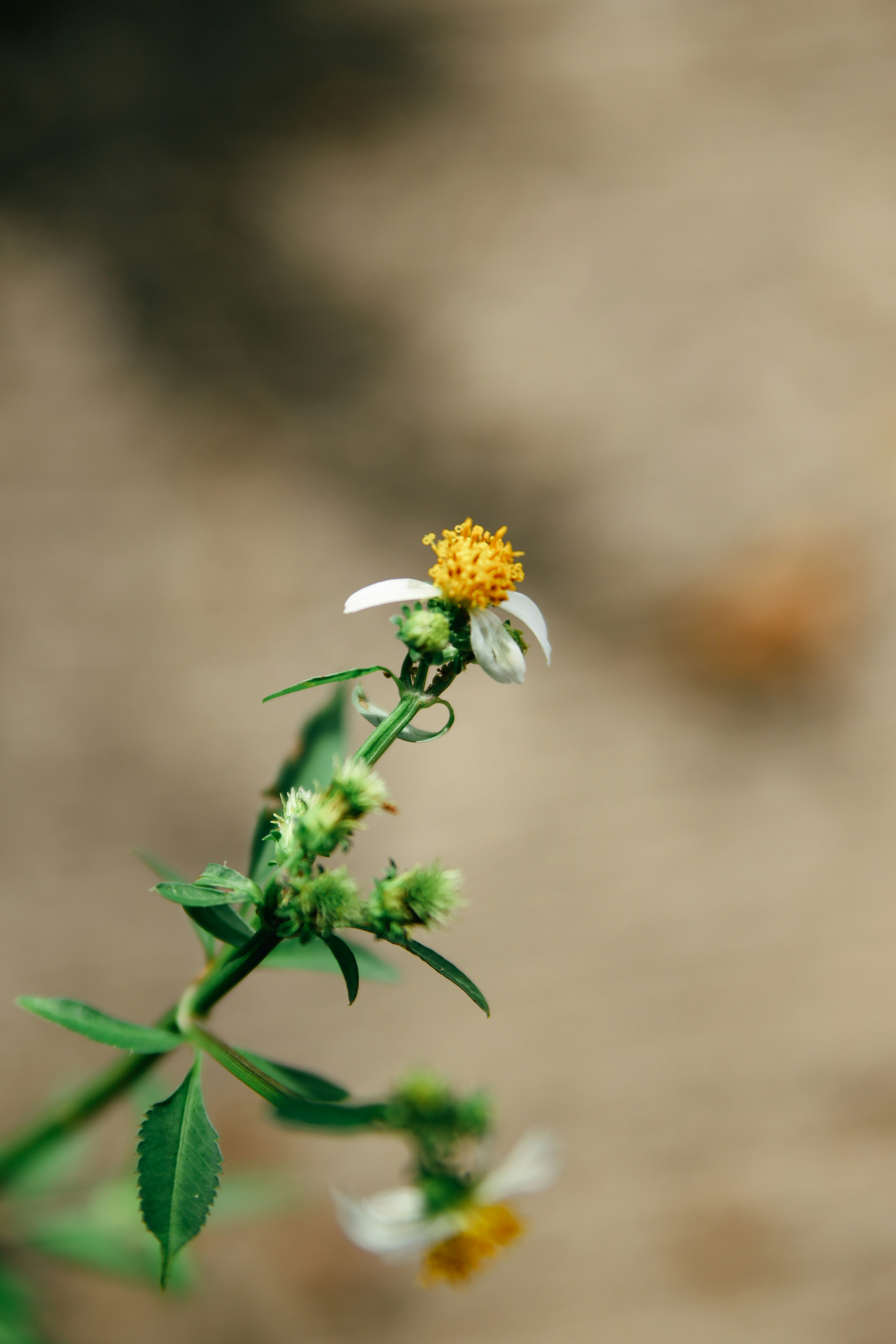 tiny white flowers that have yellow centres | A delicate white flower with a yellow center.