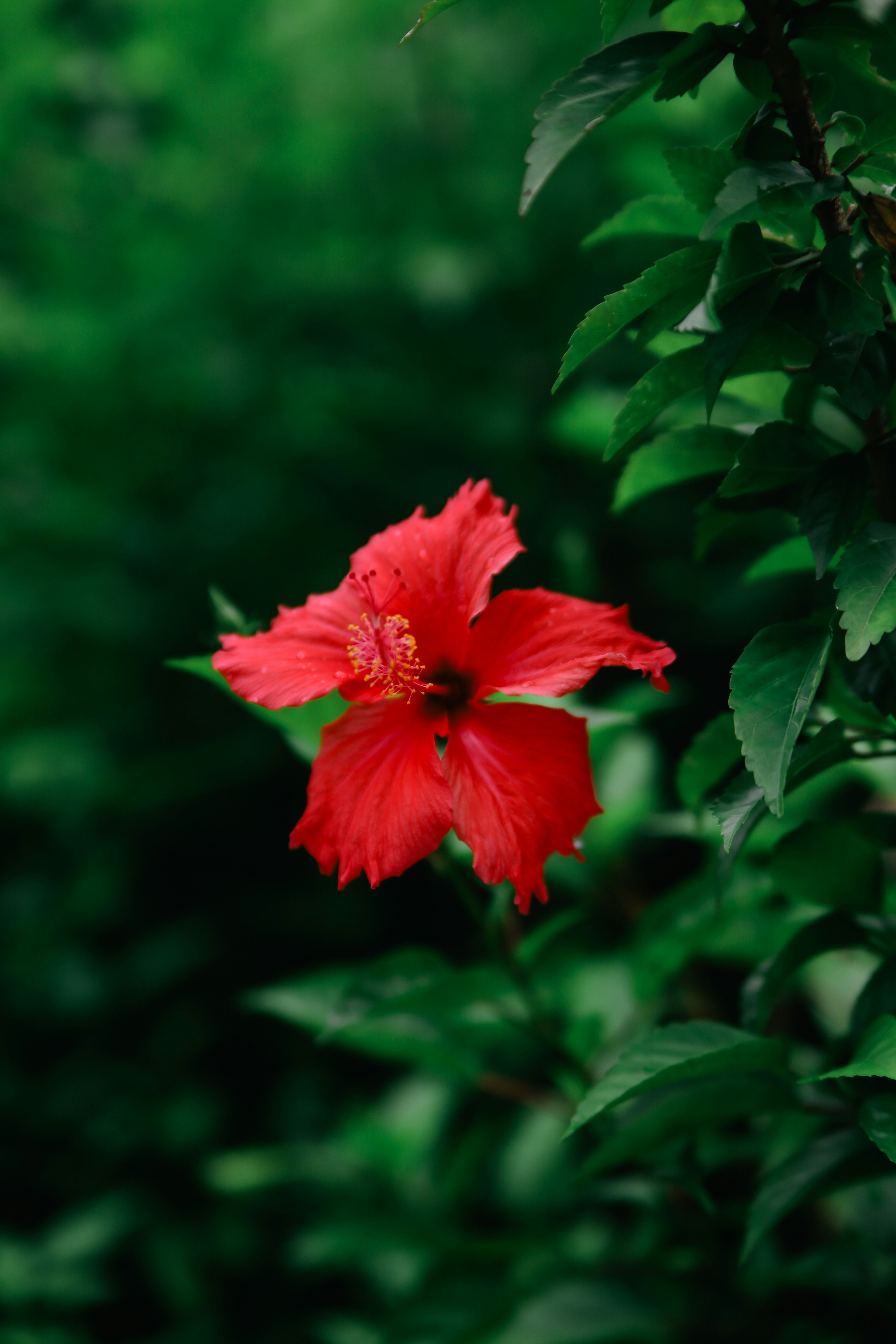 Crimson Blossom Amidst Lush Greenery