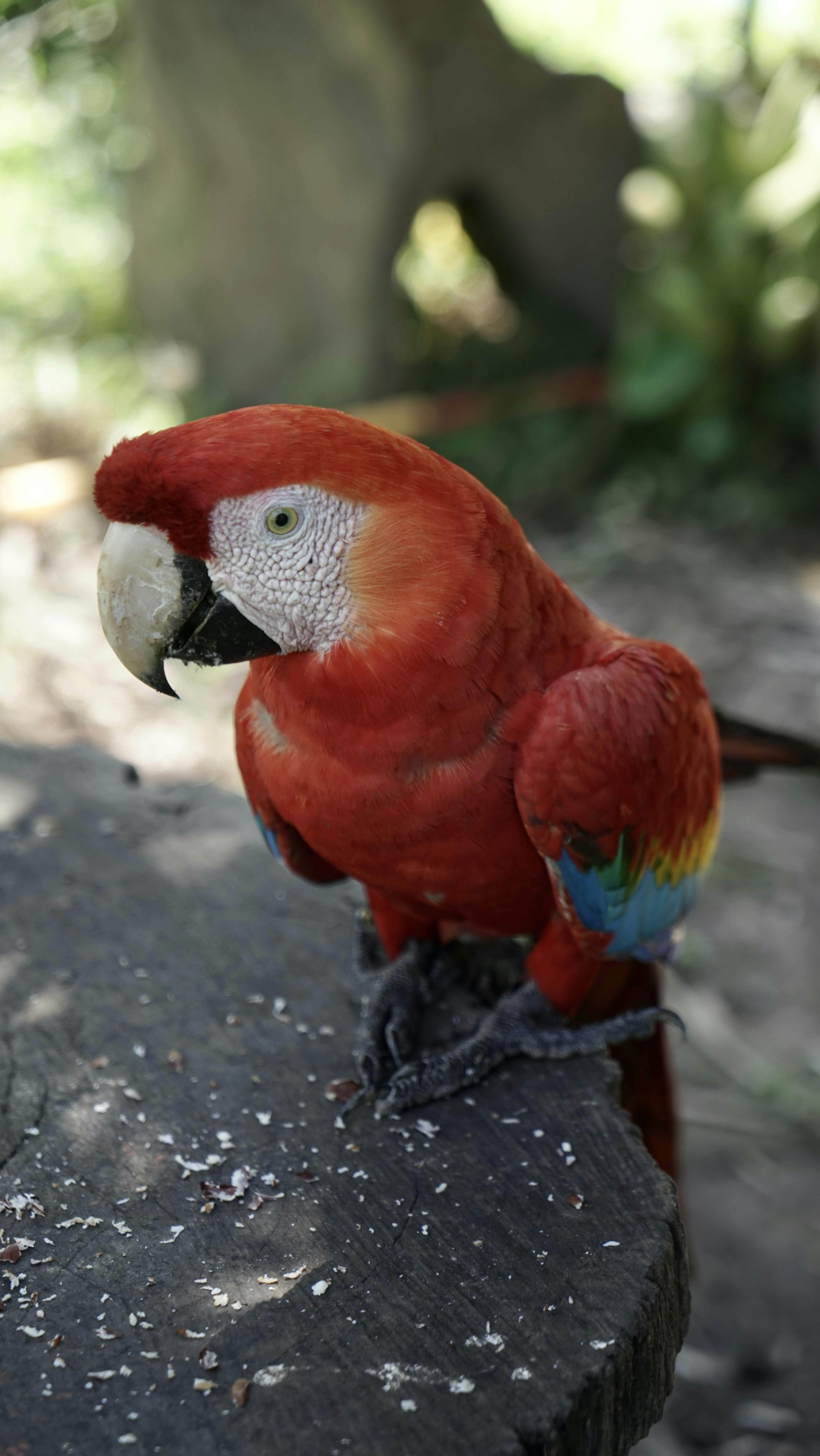A vibrant scarlet macaw perched on a log
