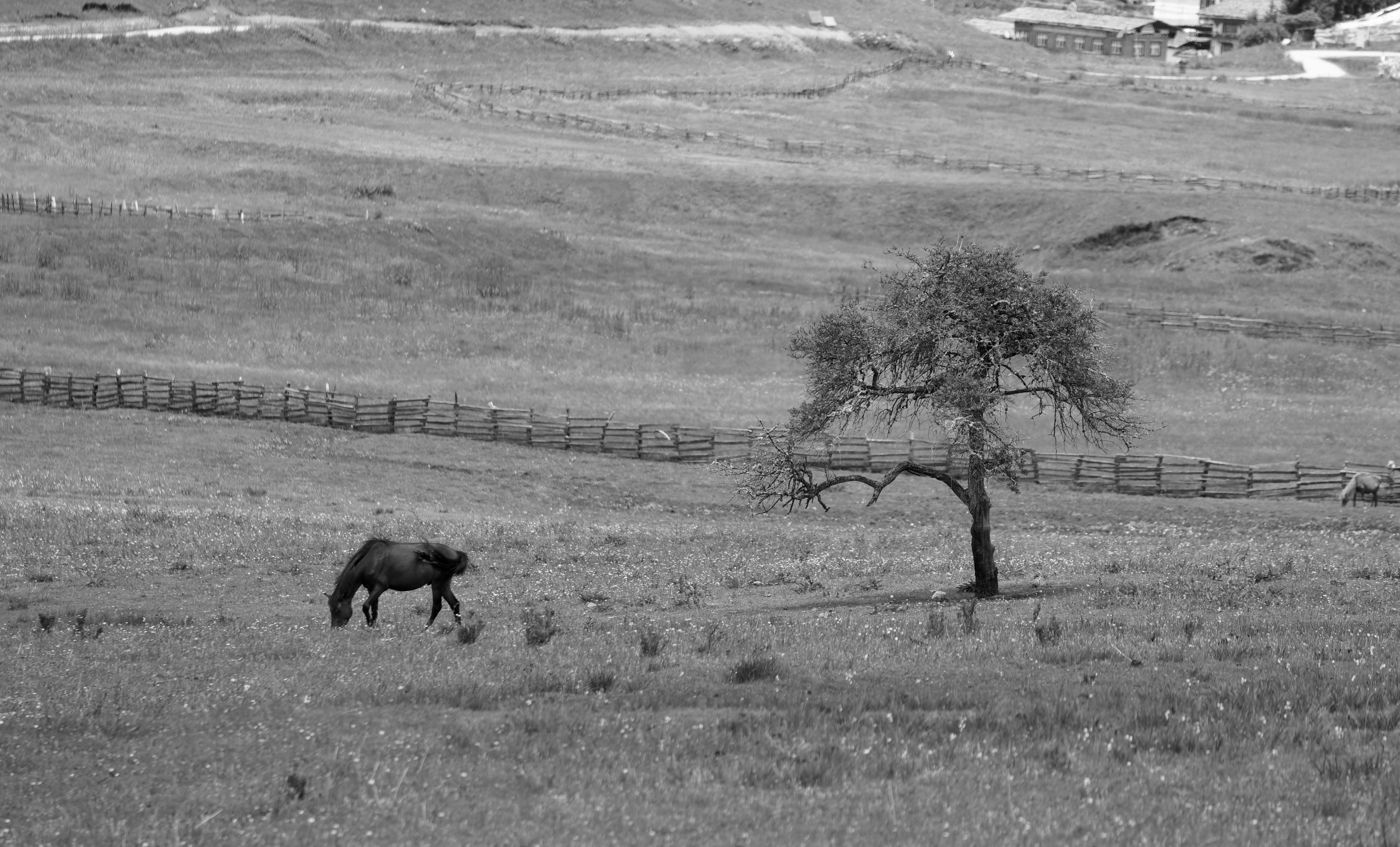 Solitary Grazing: A Moment in Nature's Embrace