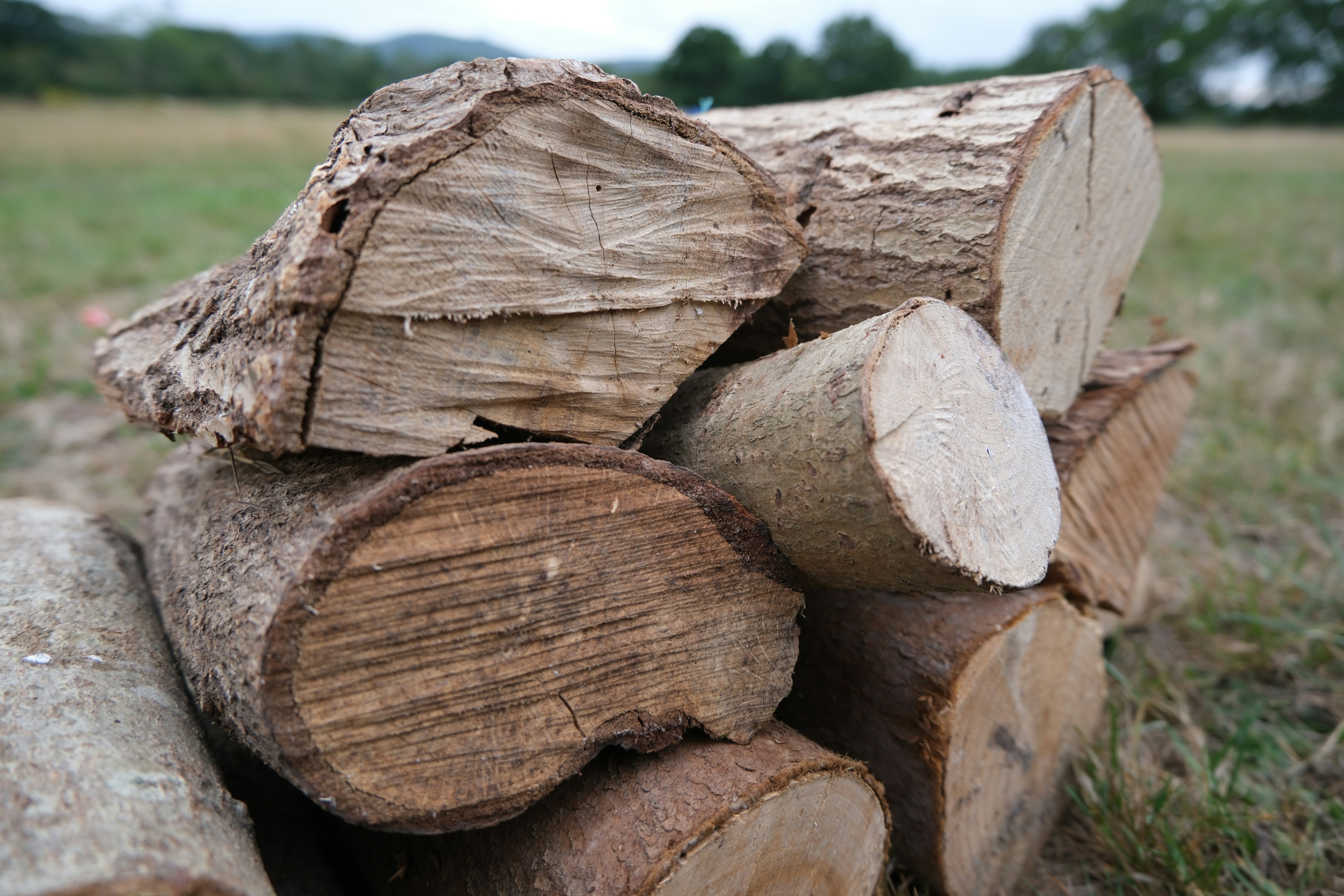 Nature's Artistry: The Timber Tapestry