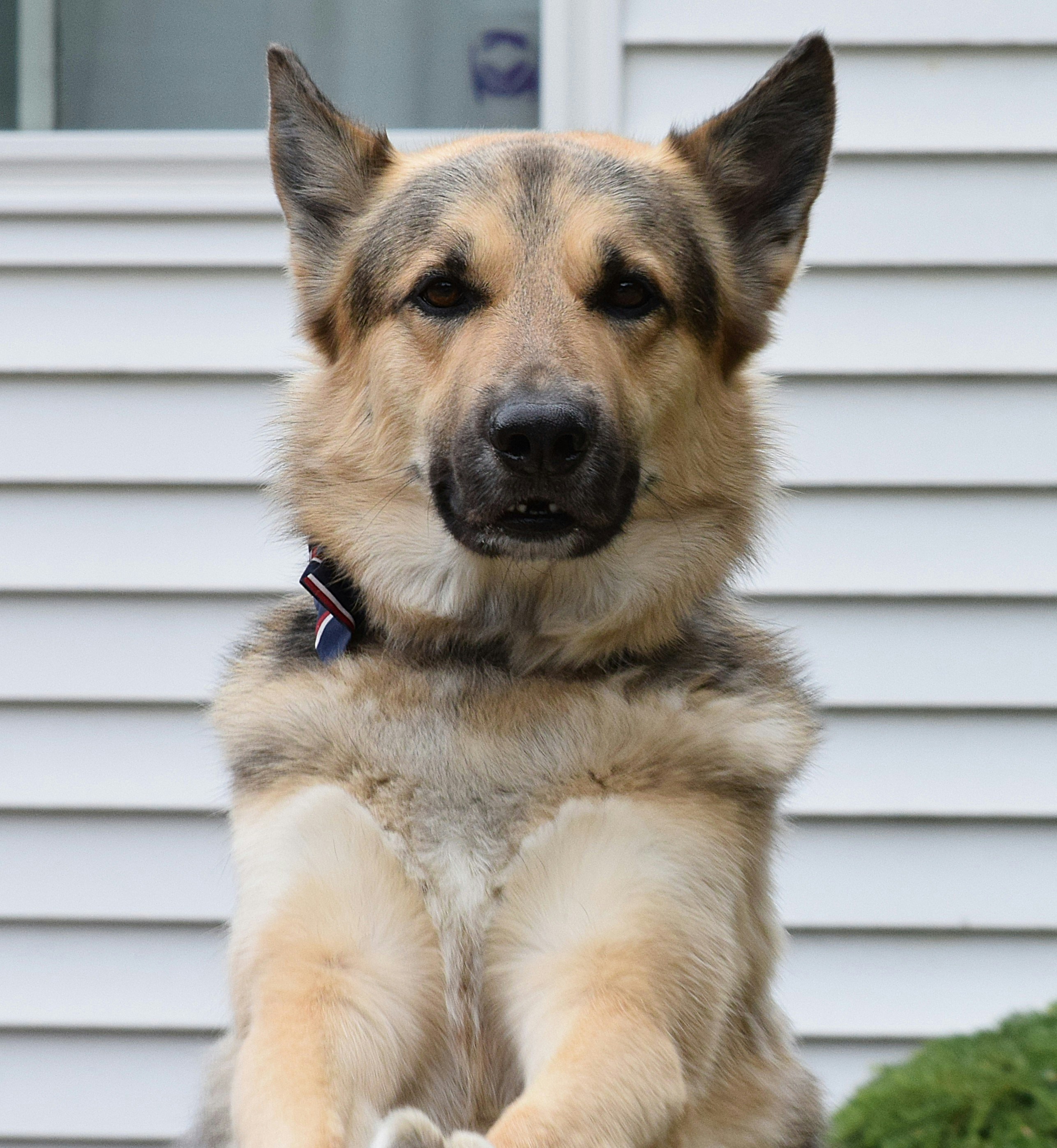 The Loyal Guardian: A Canine Portrait