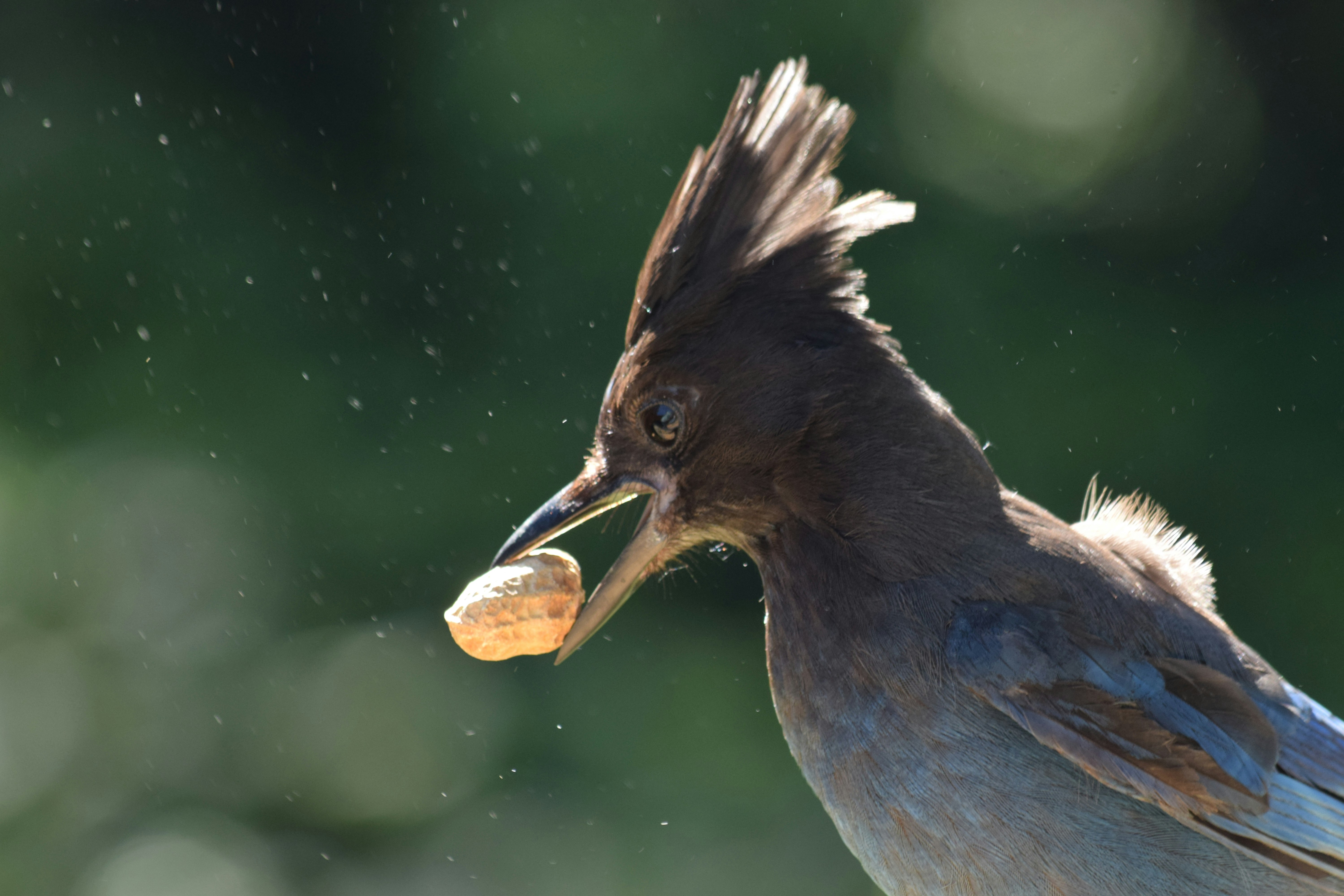Nature's Snack Time: The Blue Jay's Delight
