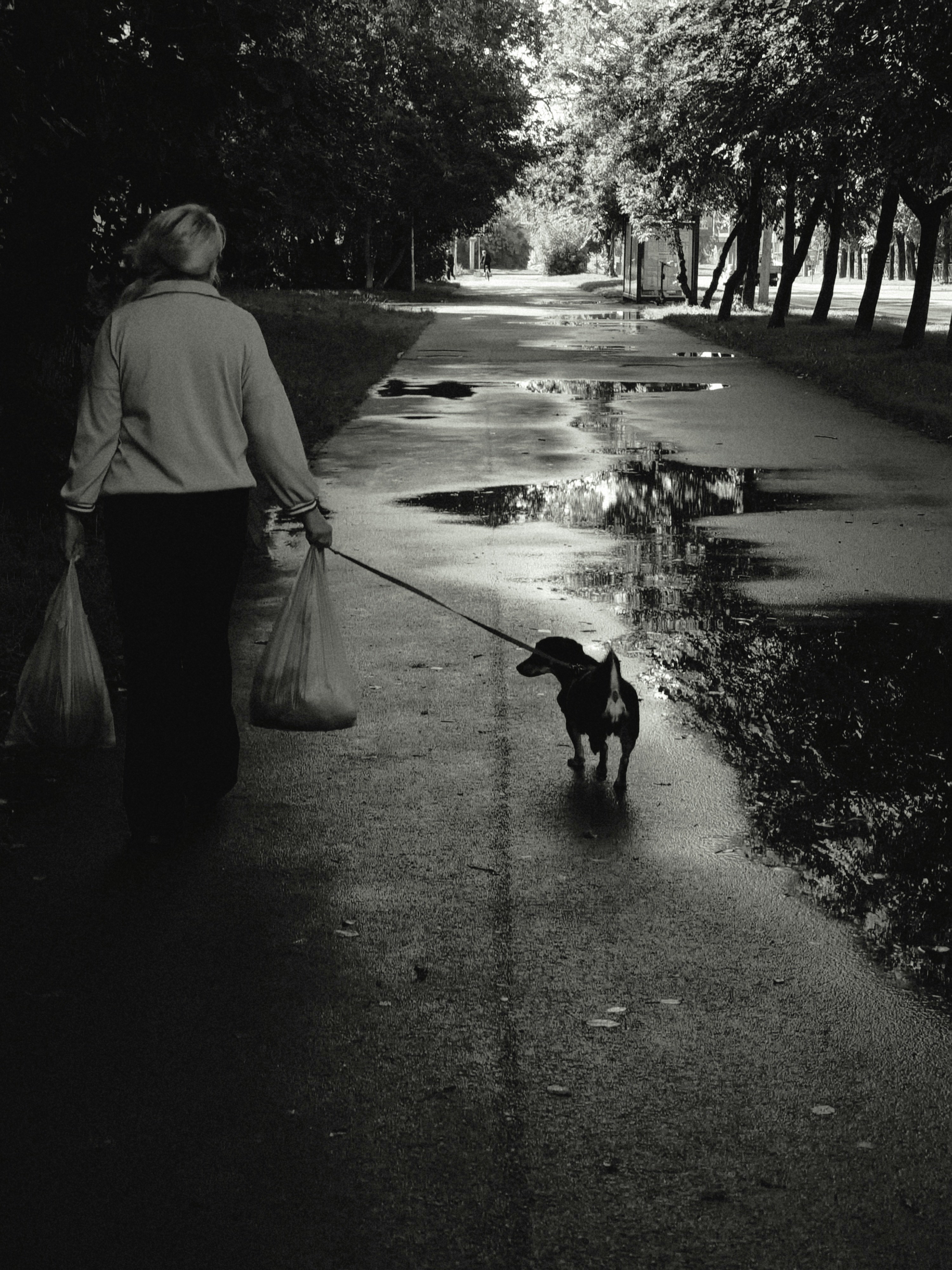 A solitary figure walks her dog on a wet path, reflections mirroring the day's quiet mood | Woman walks dog on wet path after rain