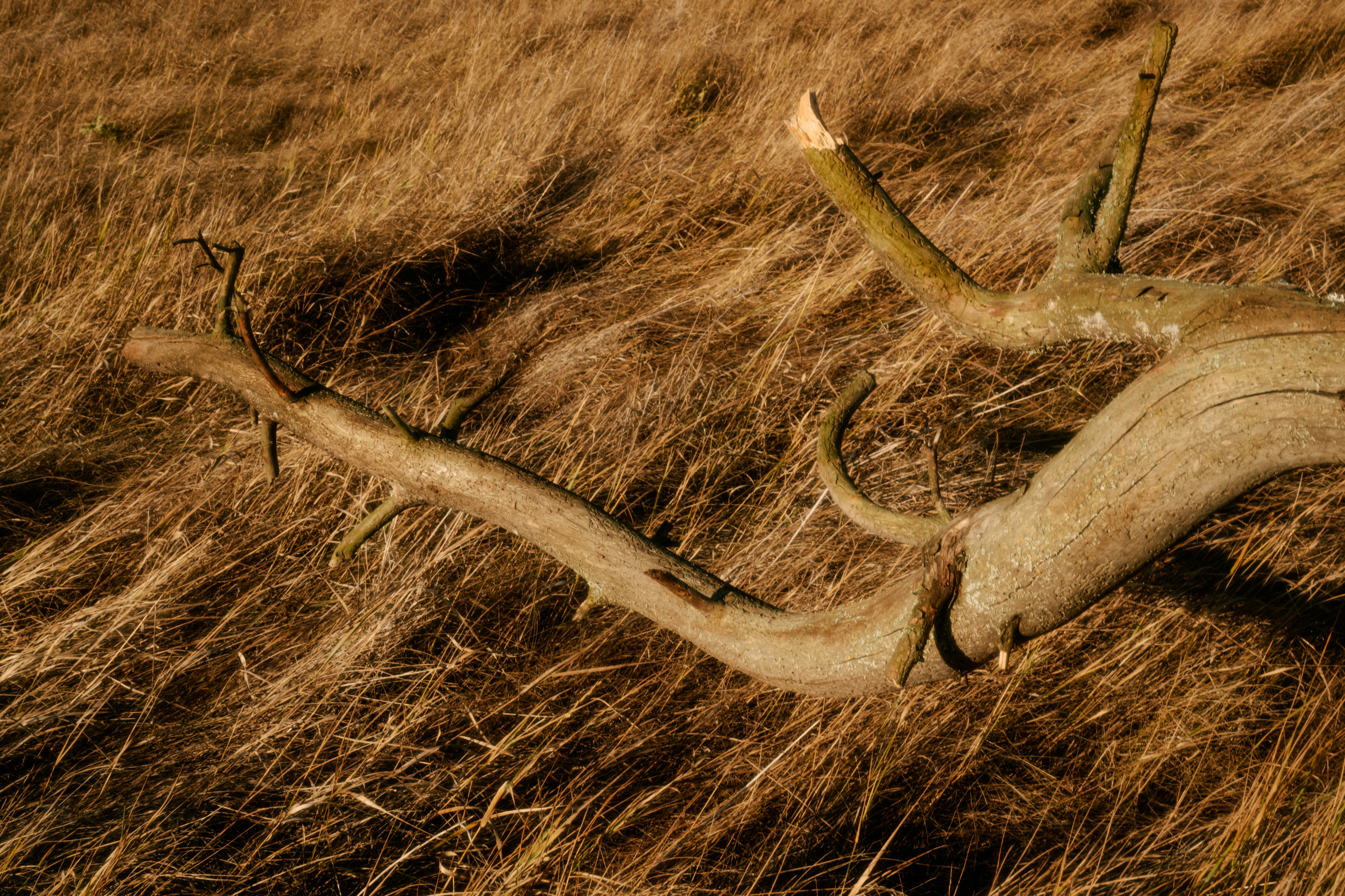 Nature's Resilient Sculpture