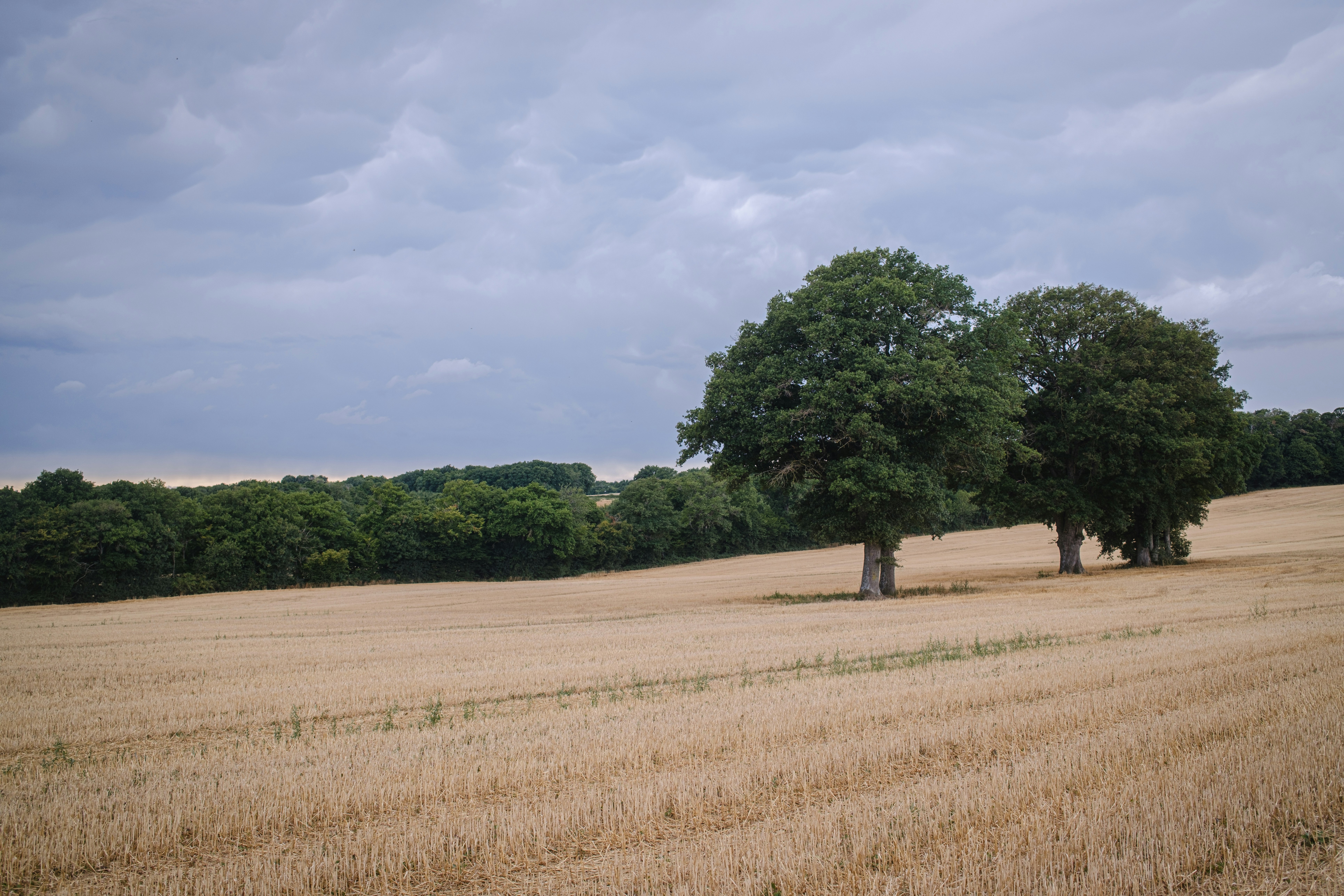 Symphony of Solitude in a Golden Field