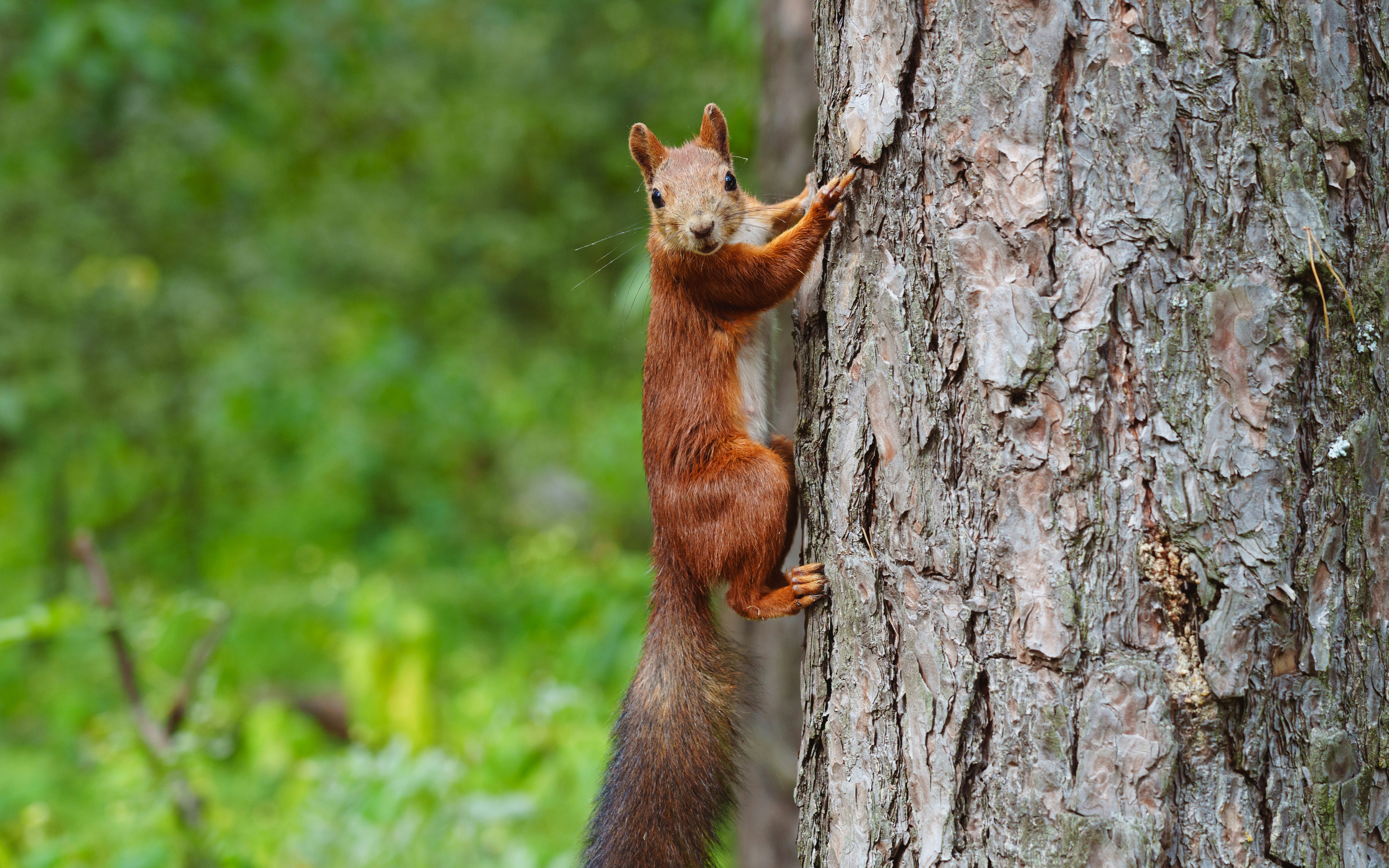 A red squirrel skillfully climbing a textured tree trunk in a lush green forest. The vibrant fur contrasts beautifully with the natural surroundings.