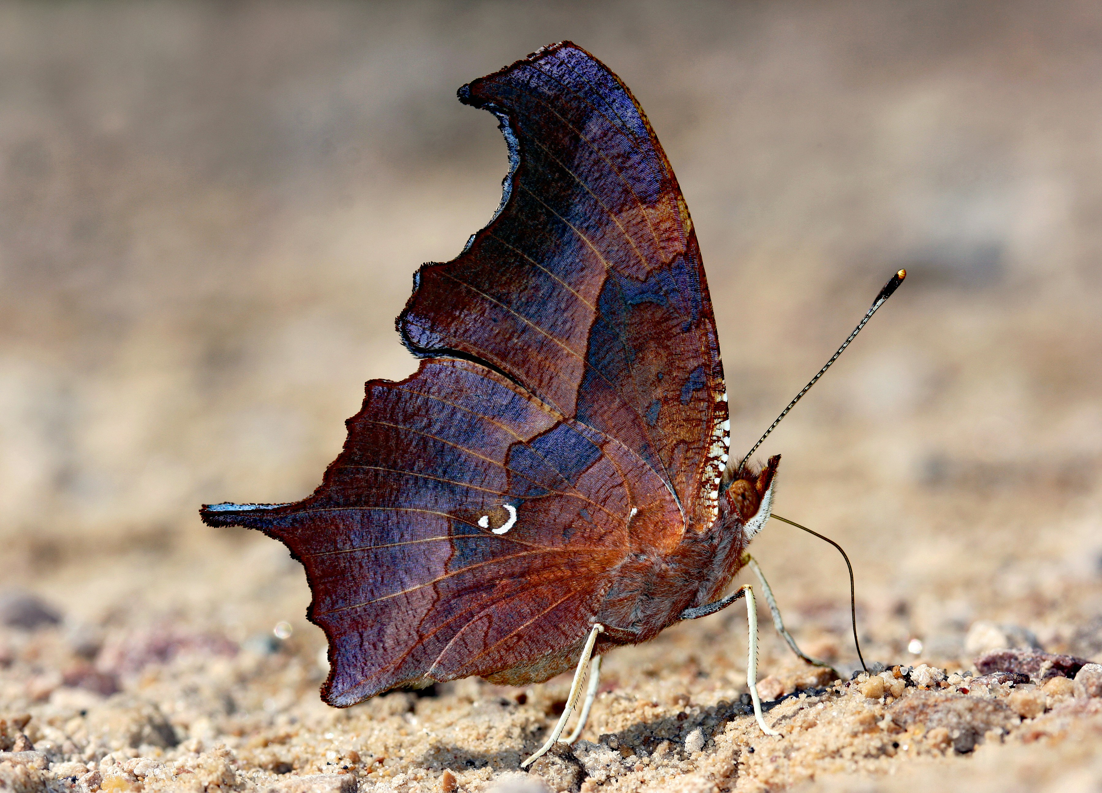 Question Mark (Polygonia interrogationis) Ice Age National Scientific Reserve Unit, Baraboo, WI, USA taken: 9/12/2010, image no: IMG_8443aaaaa2025 | A detailed view of a brown butterfly with intricate patterns.