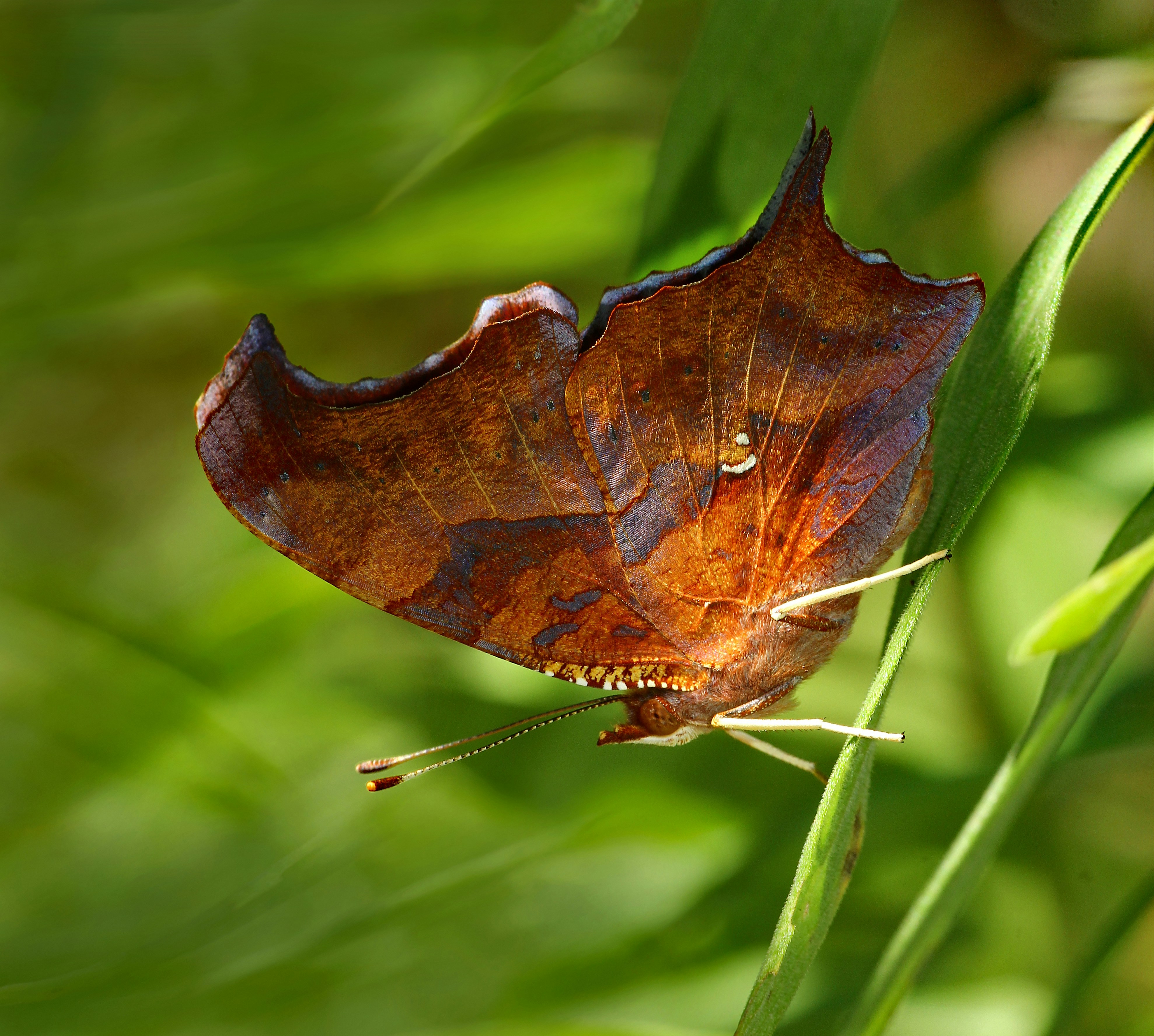 The Autumnal Elegance of Nature's Winged Artisan