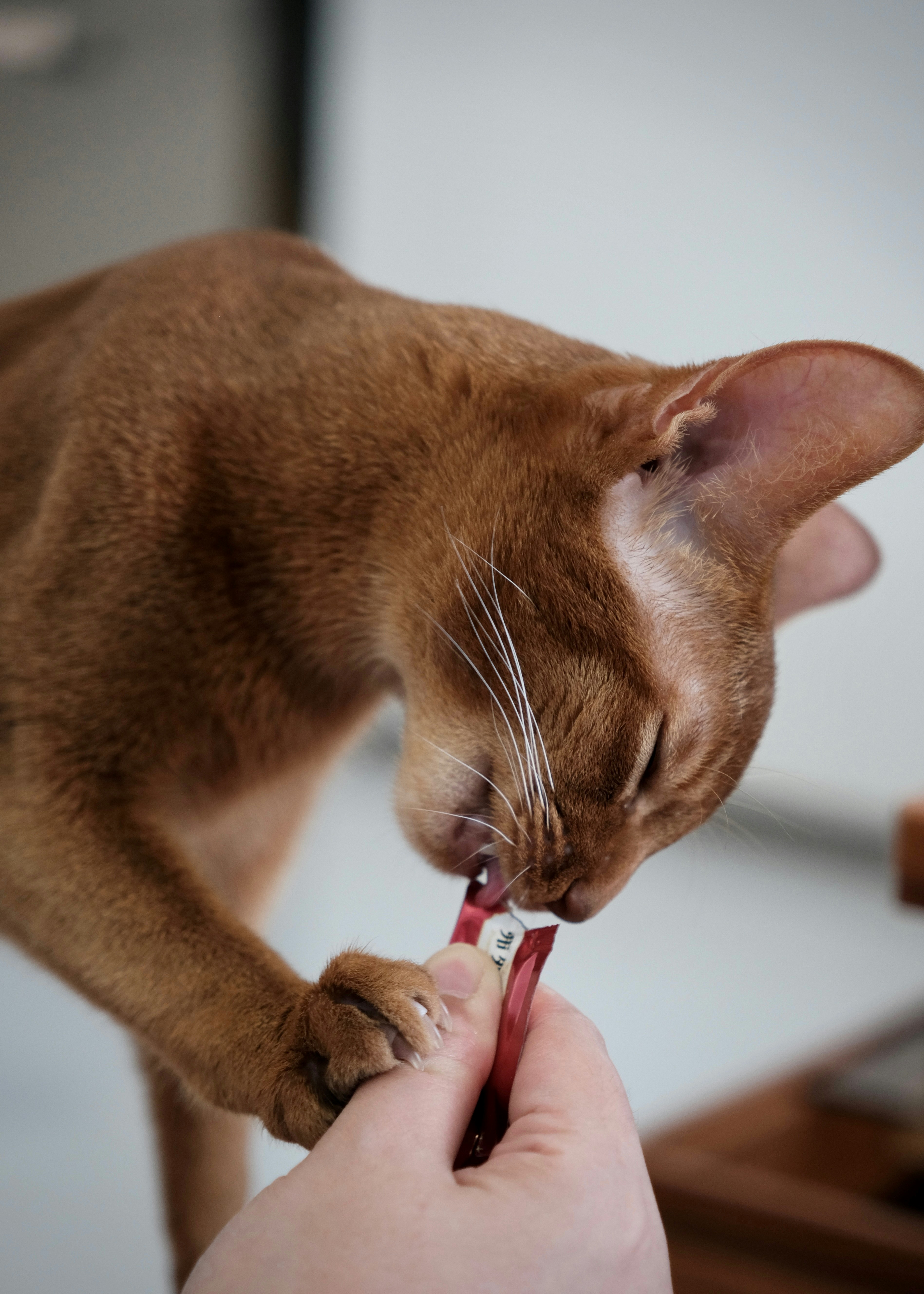 A close-up of a cat interacting playfully with a person's hand, reaching for a treat. The cat's expressive face captures its curiosity and excitement.