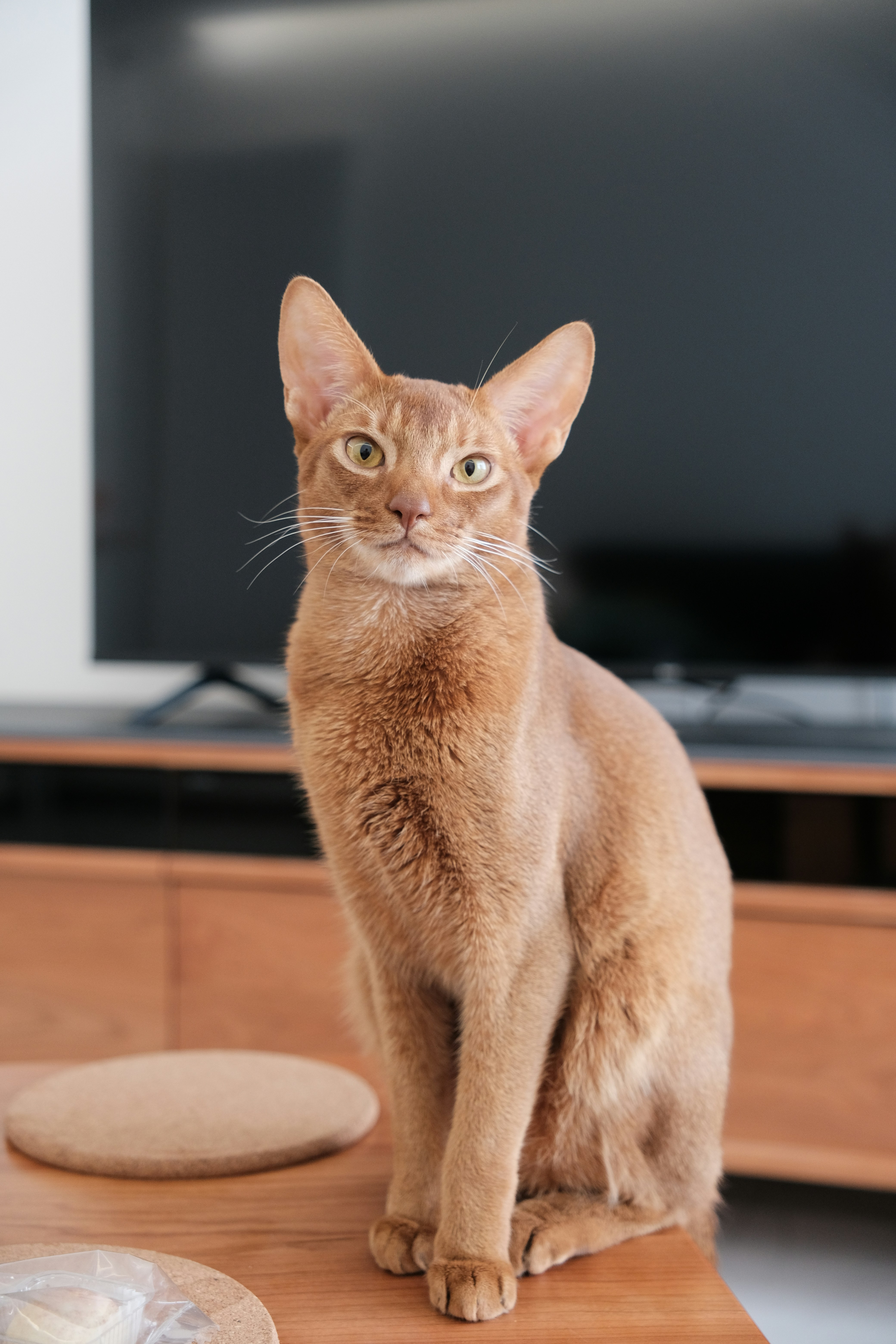 The Regal Gaze of a Ginger Feline