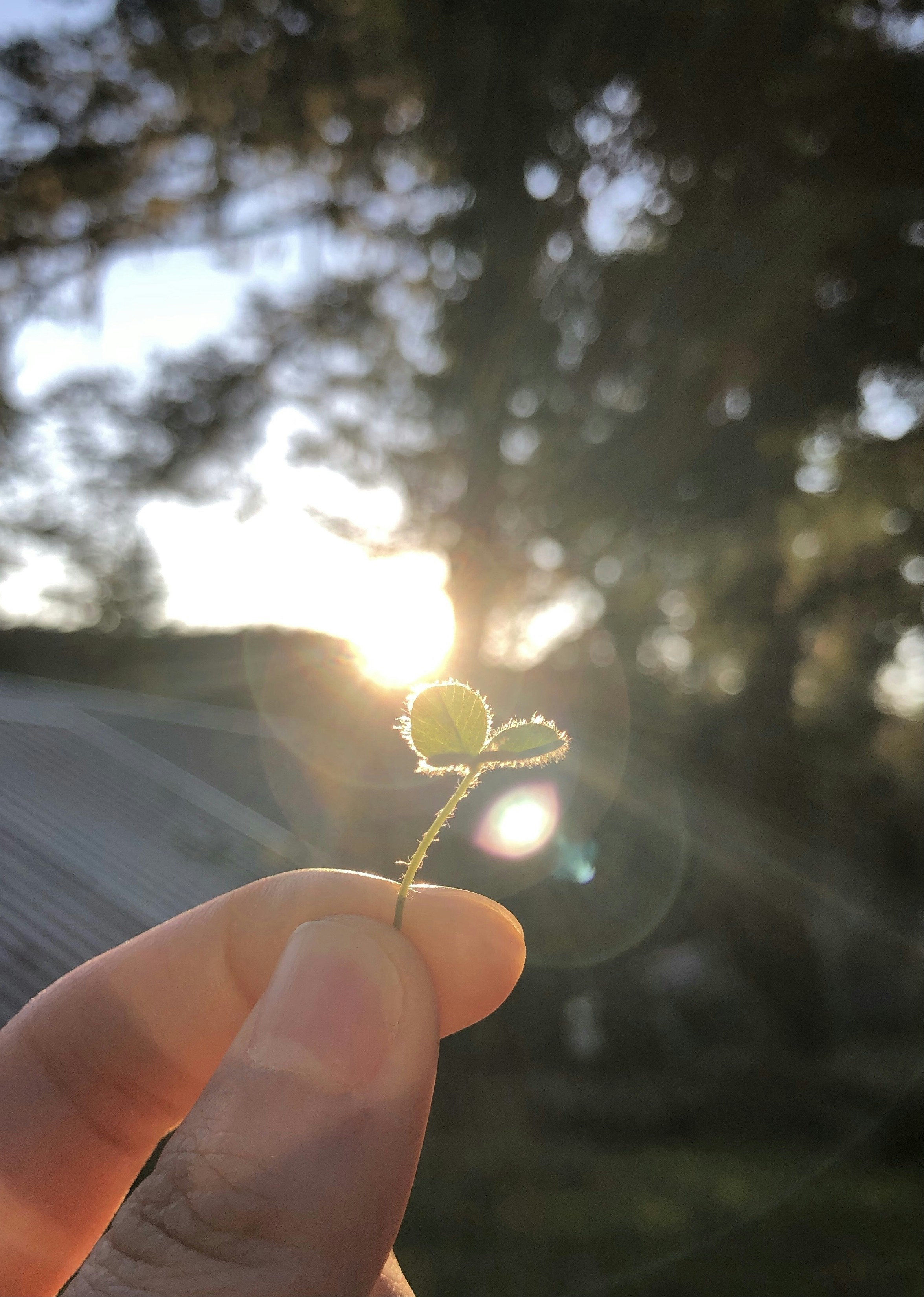 Tiny seedling held between fingers against sunset