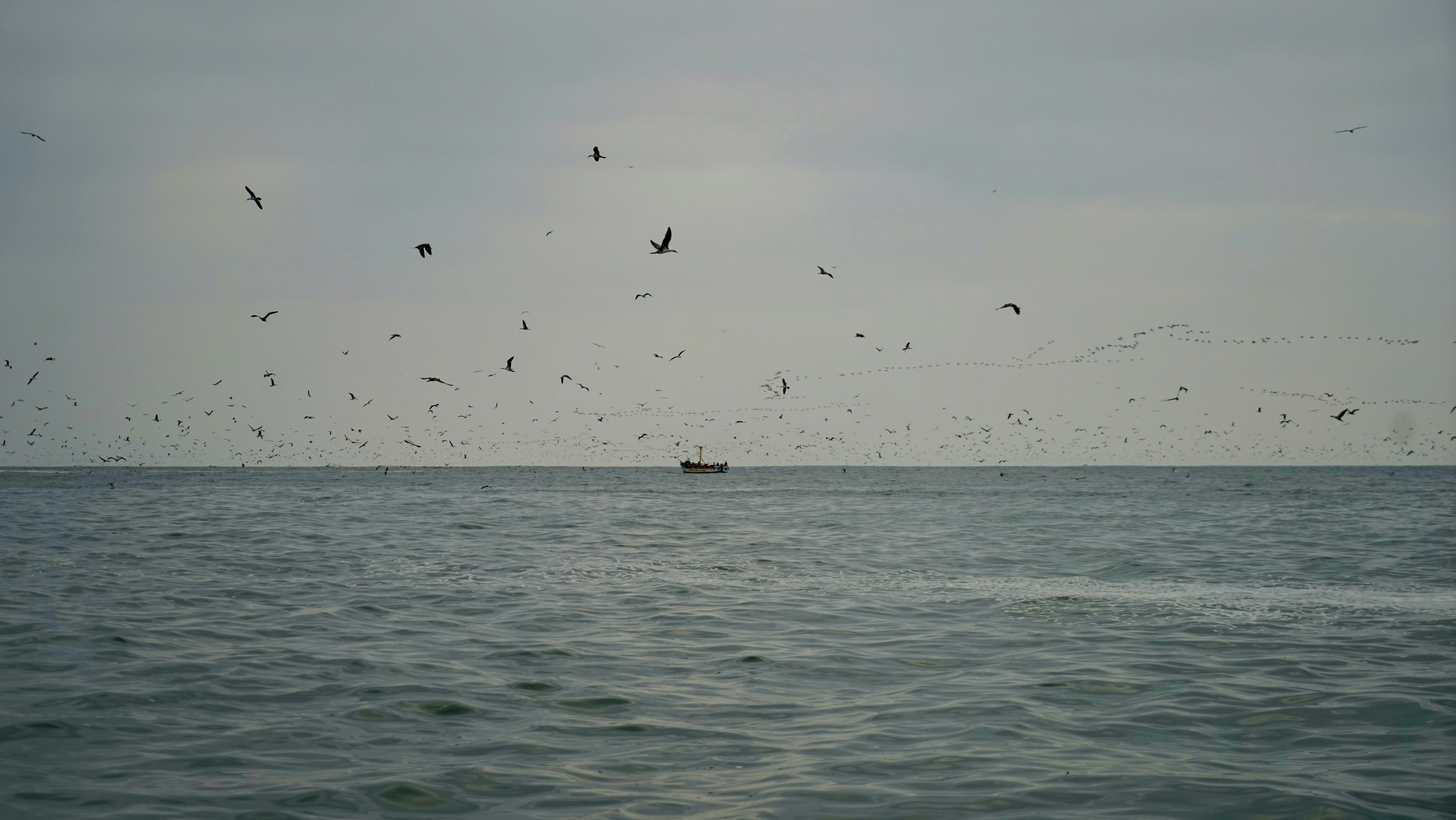 Harmony of Nature: Birds in Flight Over Tranquil Waters