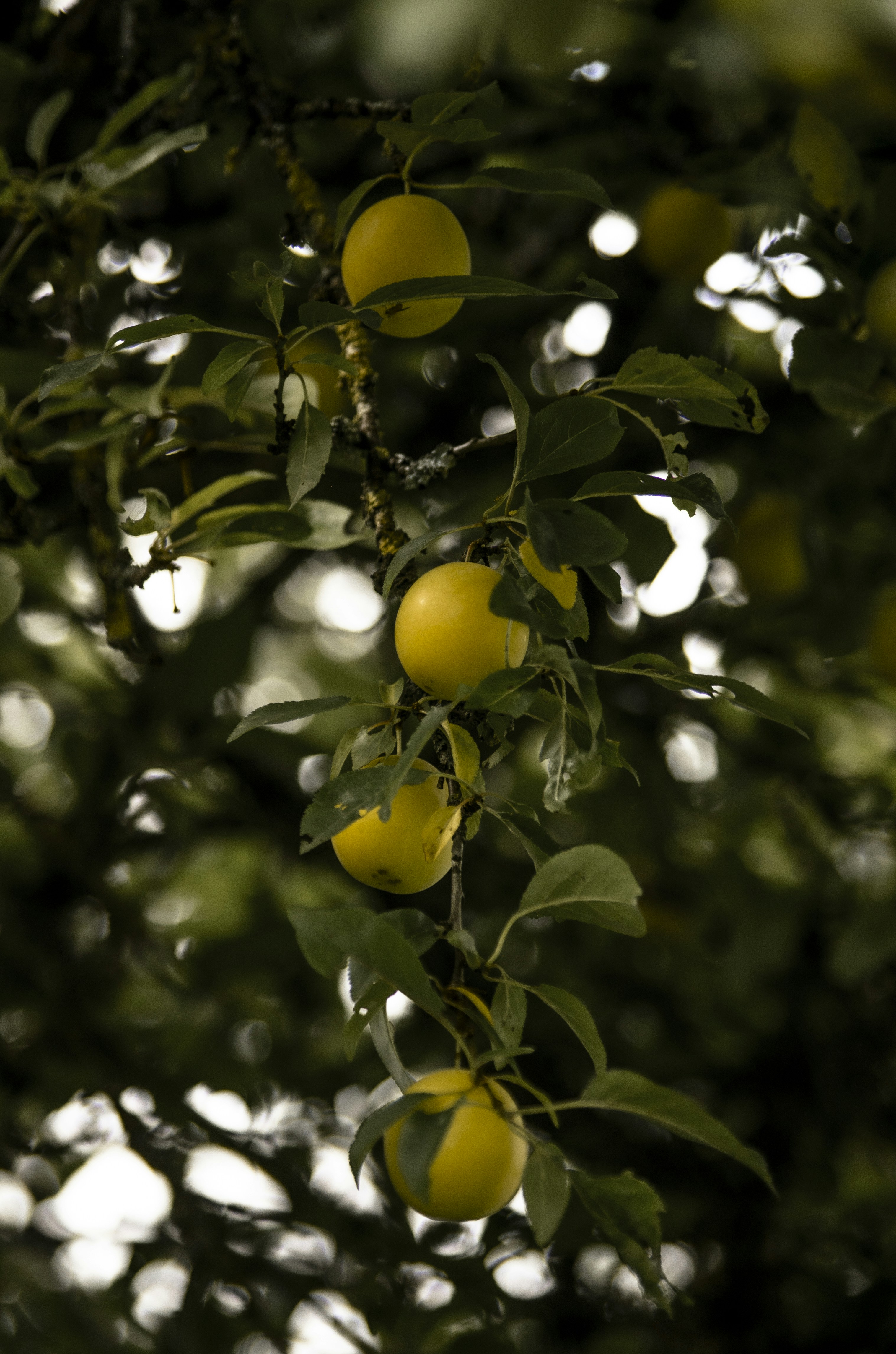 Golden Harvest Among Greenery