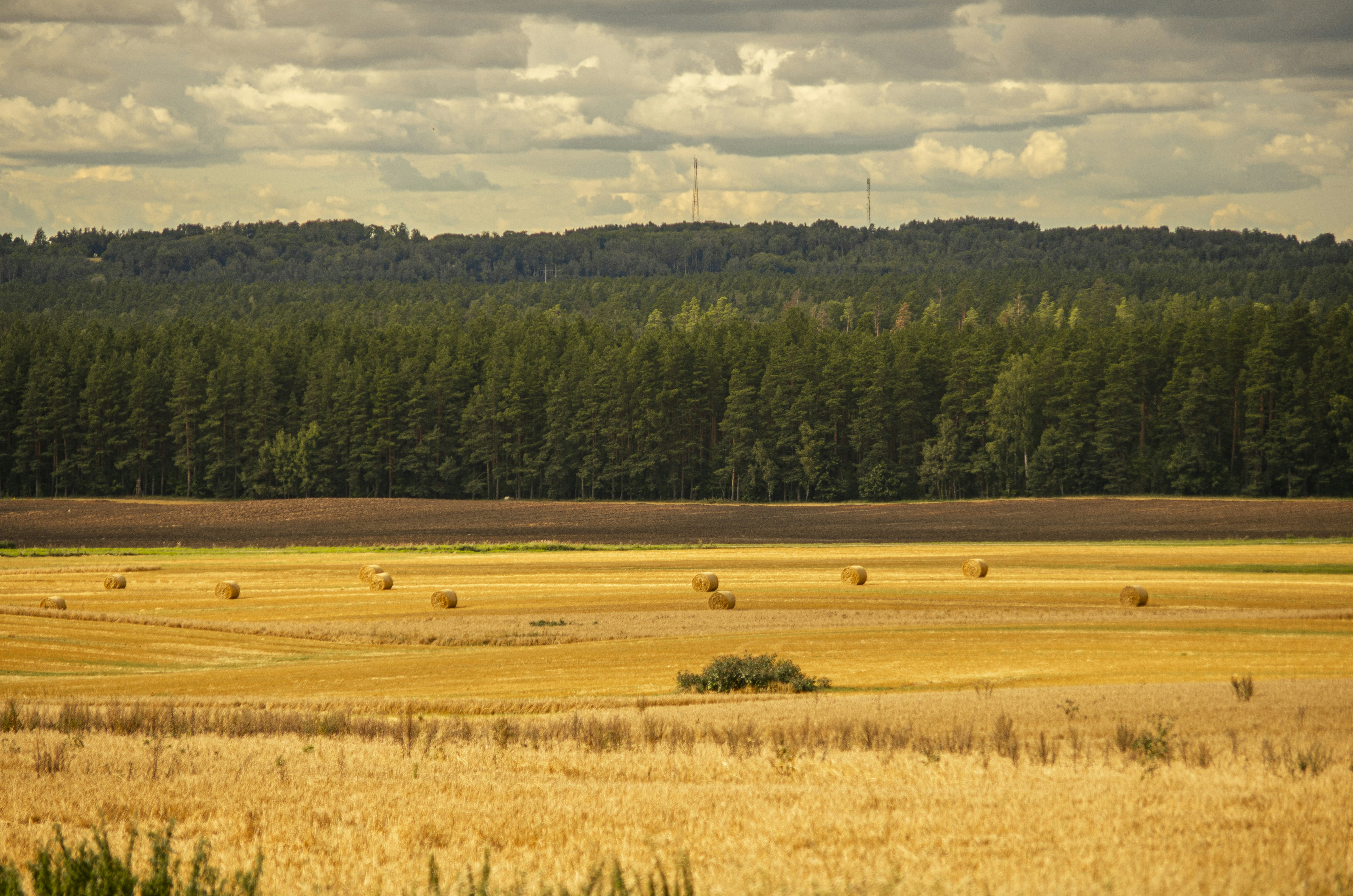 Golden hay bales scattered across a sunlit field