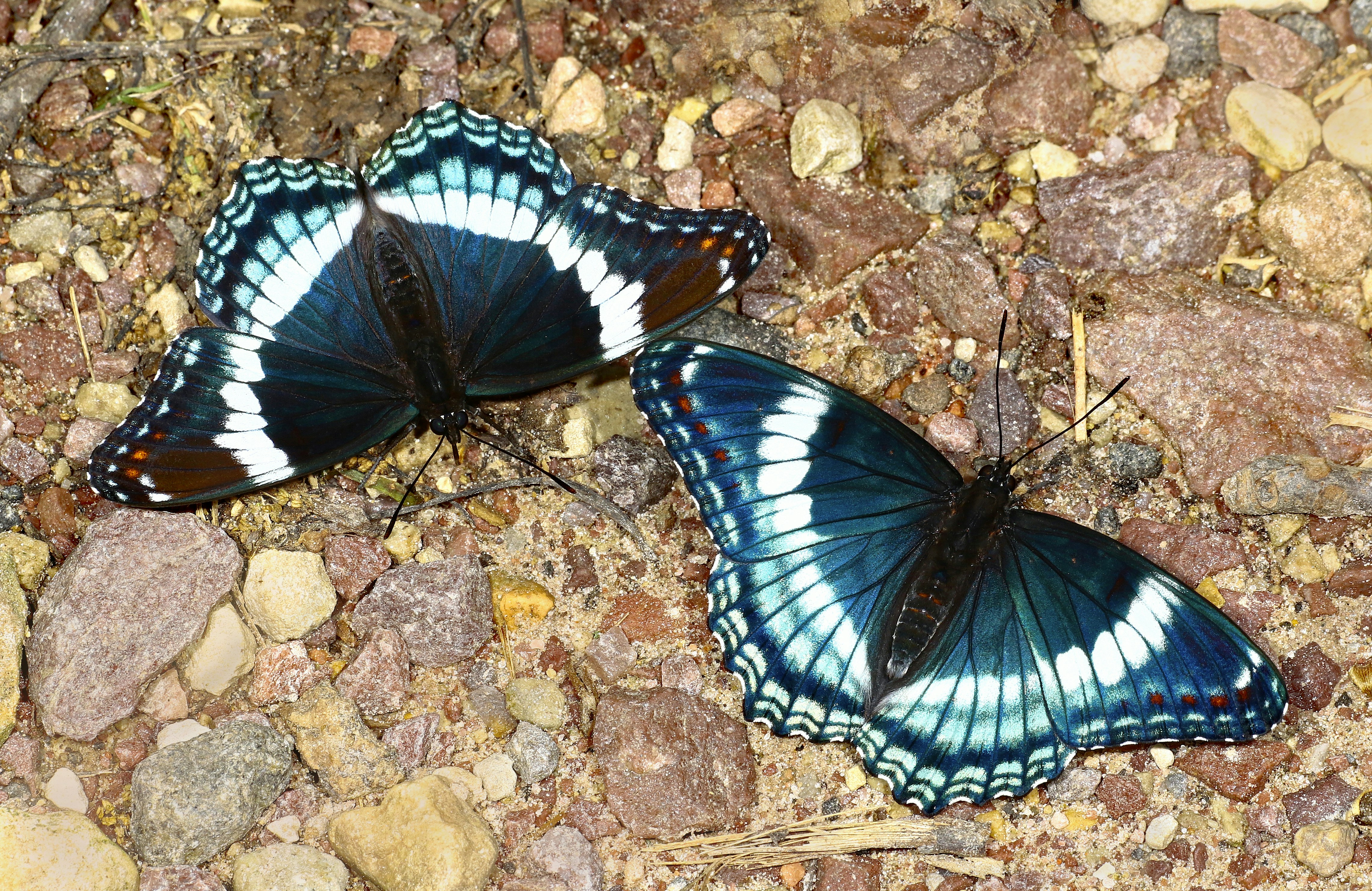 Harmony of Nature: Two Butterflies in Unison