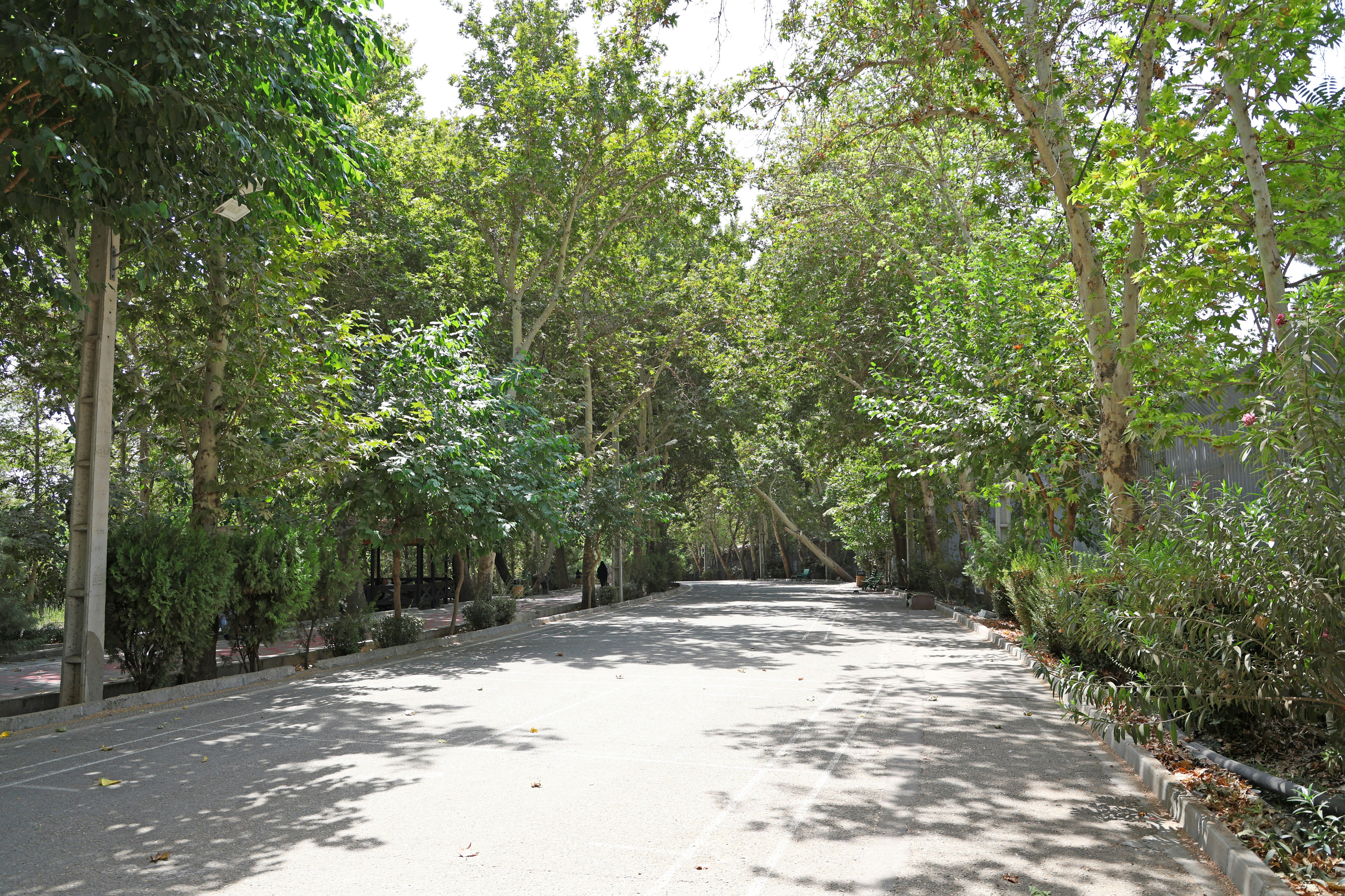 Serenity Amidst Urban Greenery